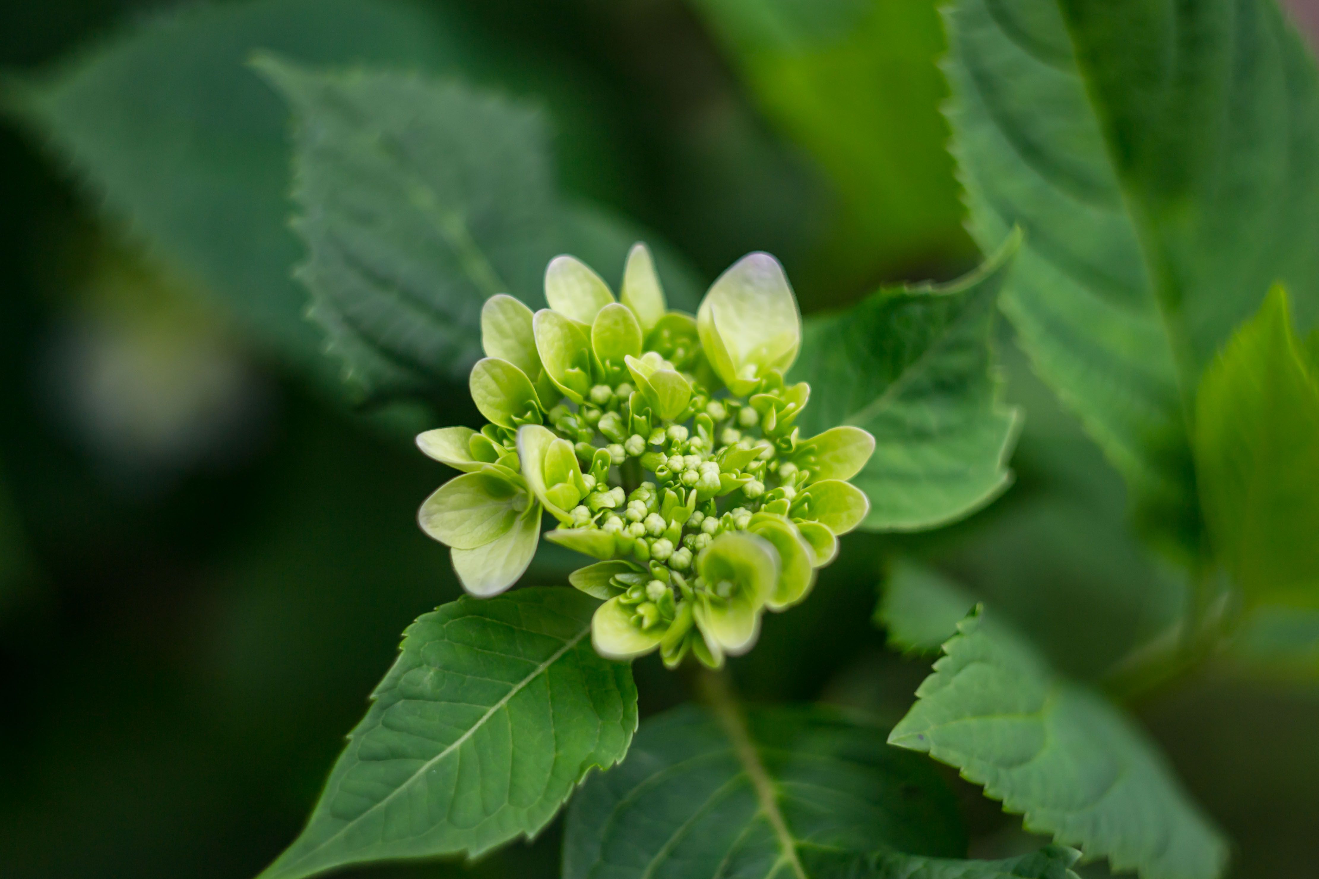 Close-up Photography of Plant · Free Stock Photo