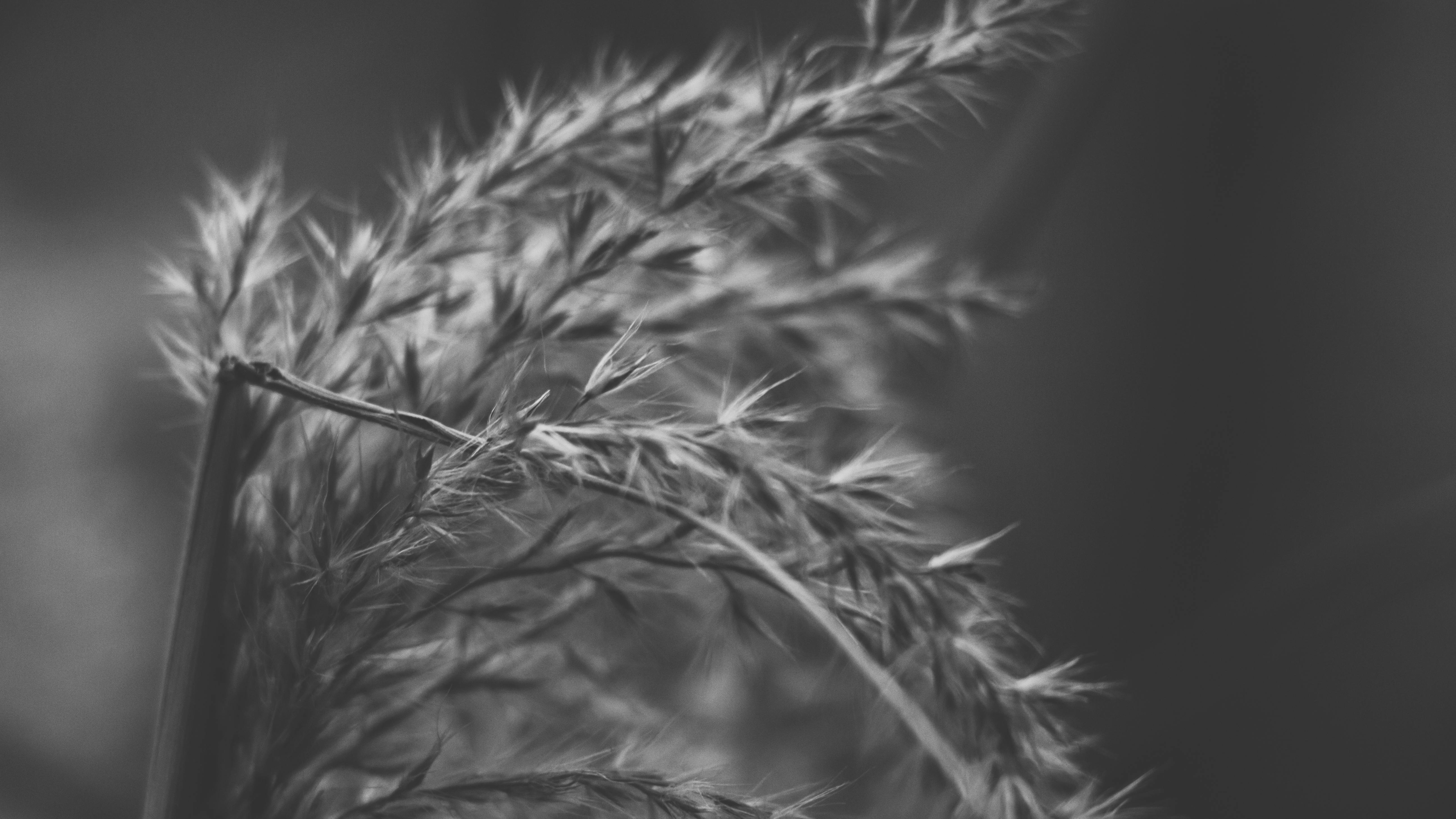 Wheat Stalk · Free Stock Photo