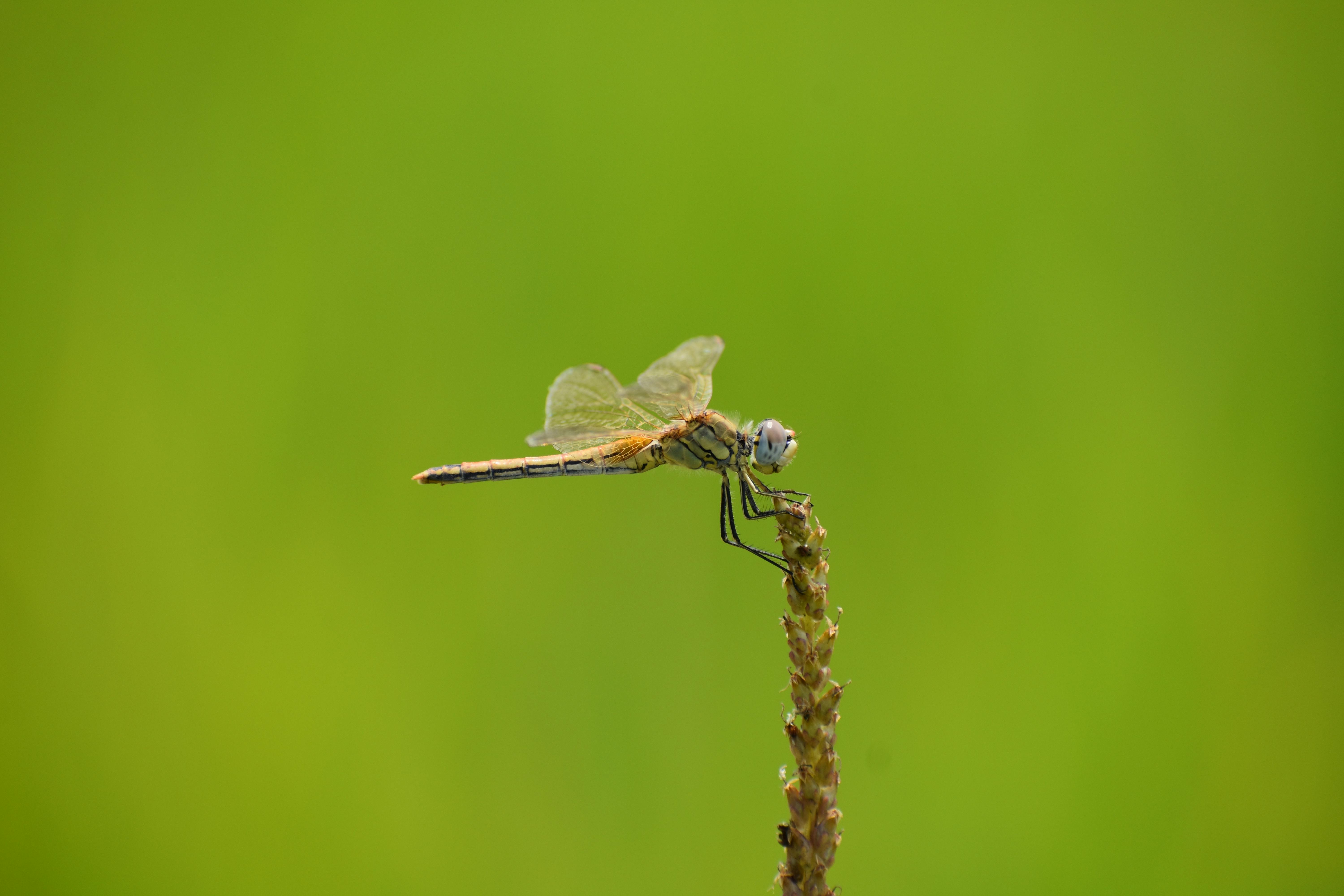 Dragonfly Perch on a Stem · Free Stock Photo