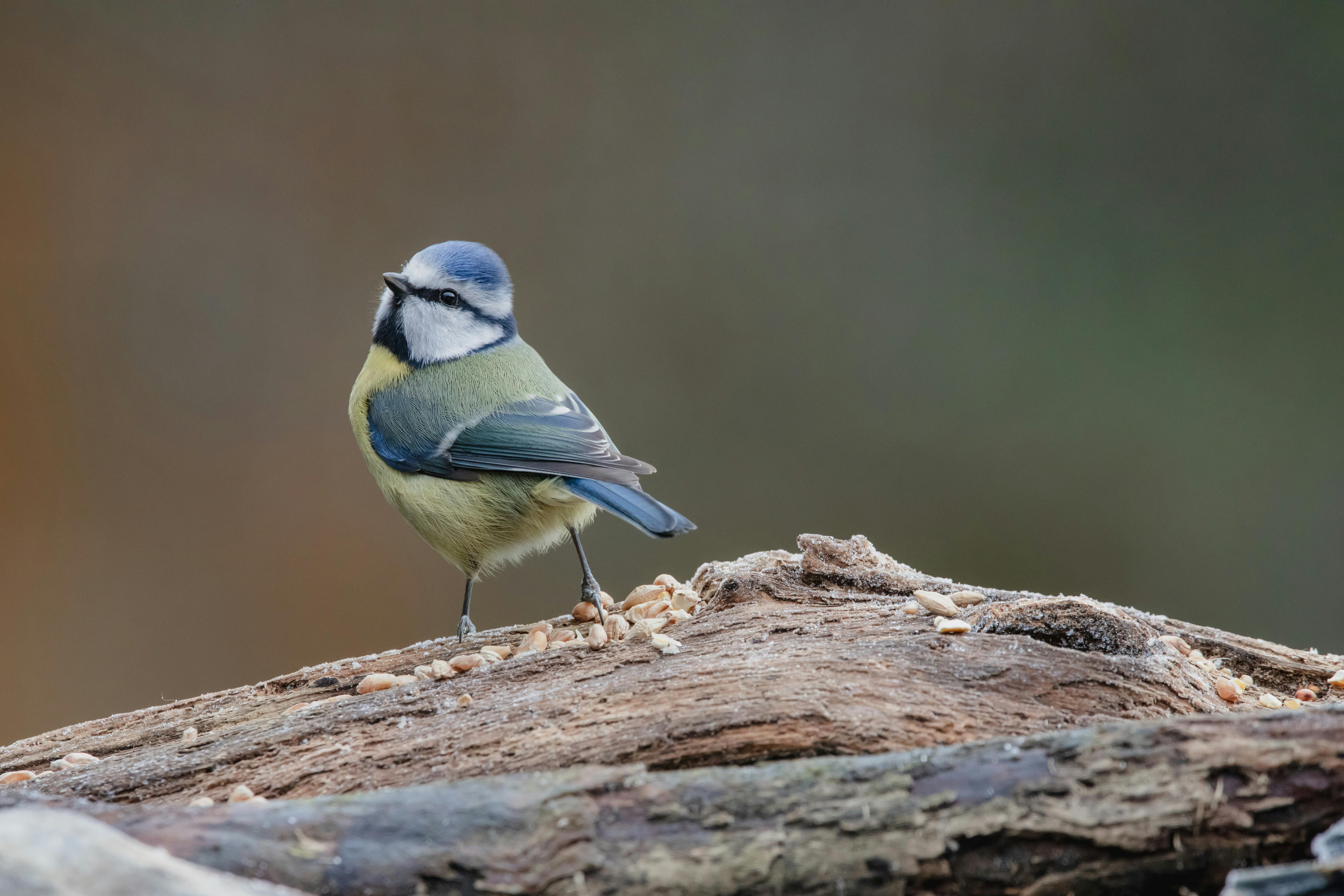 Close up of a Perching Bird · Free Stock Photo