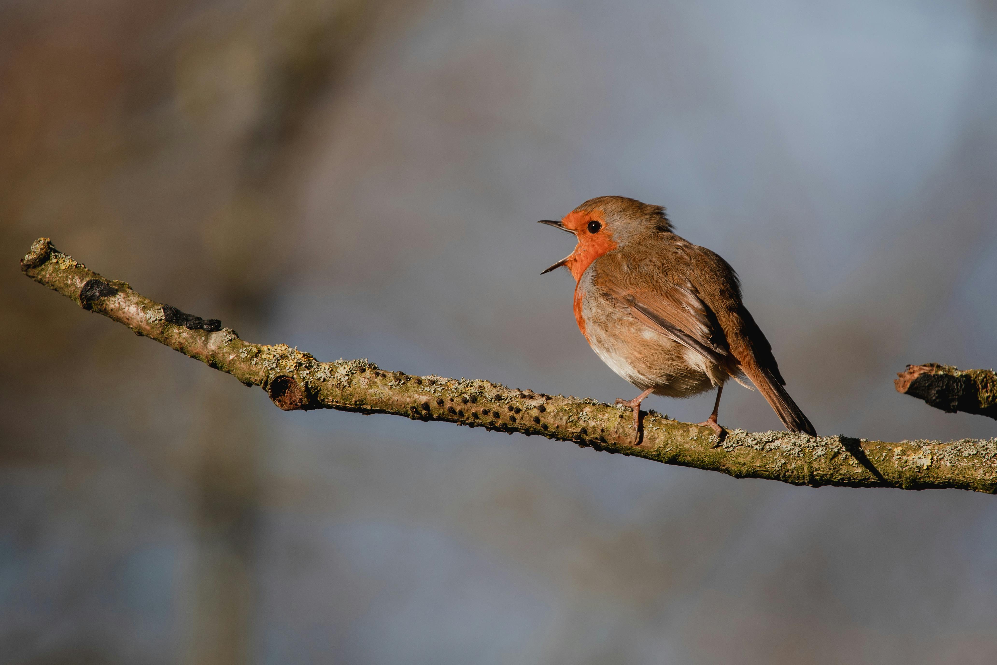 Robin Sitting on a Branch · Free Stock Photo