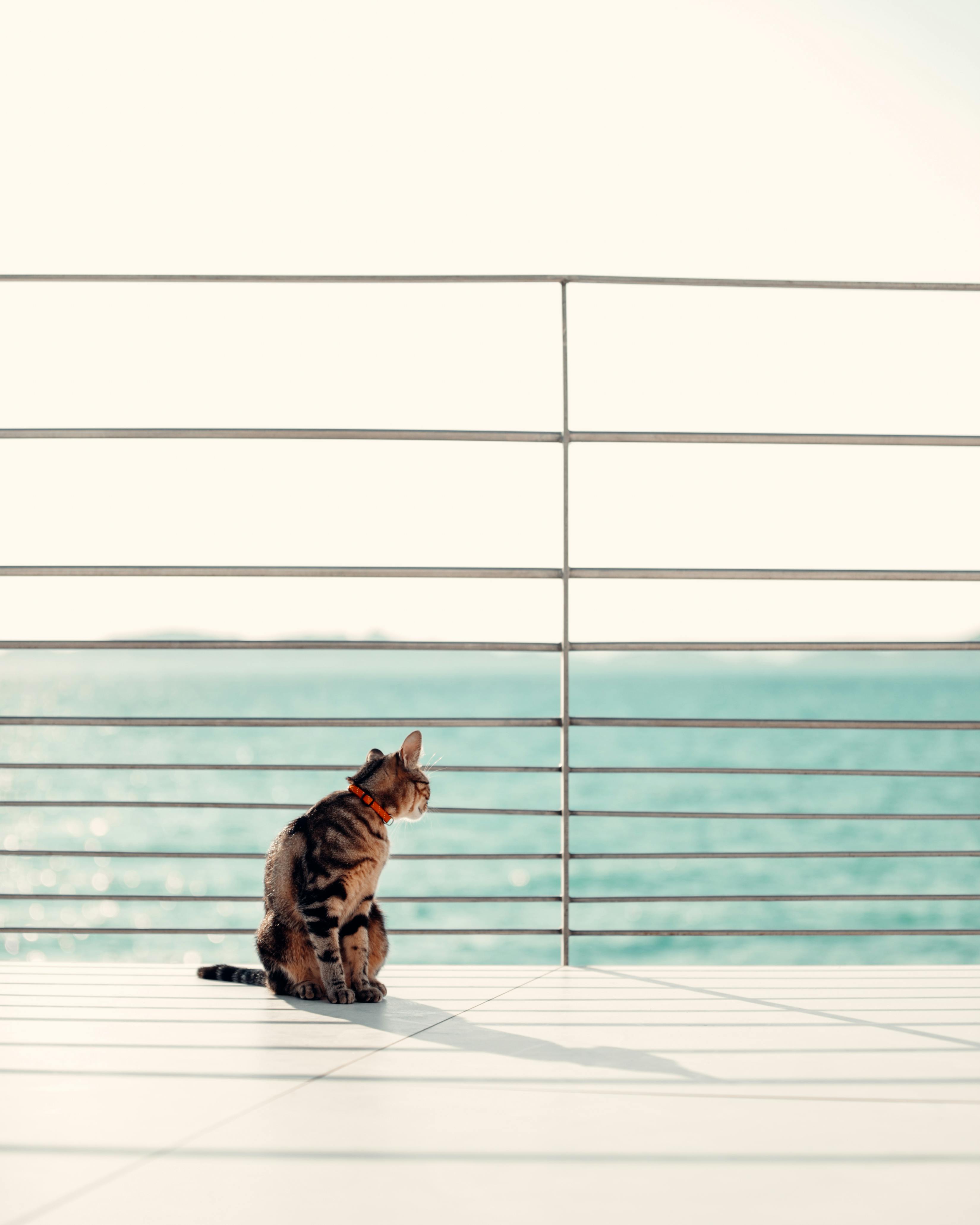 Cat Rails Photos, Download The BEST Free Cat Rails Stock Photos & HD Images