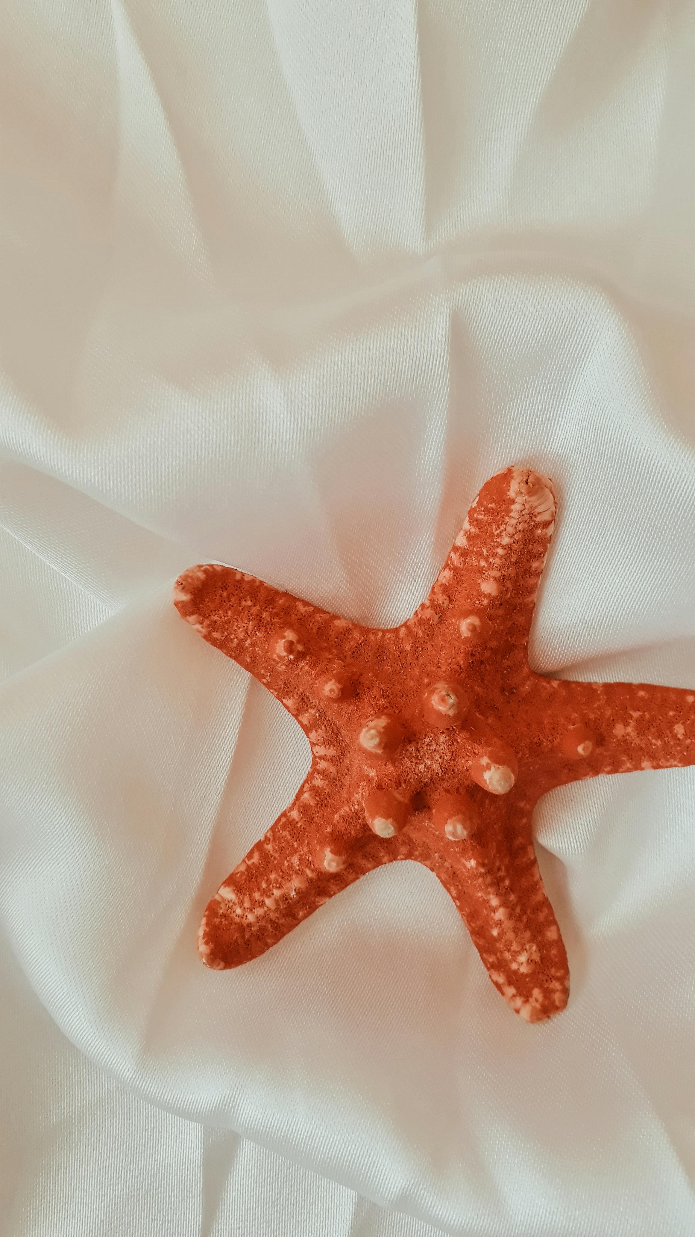 Starfish Background Photos, Download The BEST Free Starfish Background ...