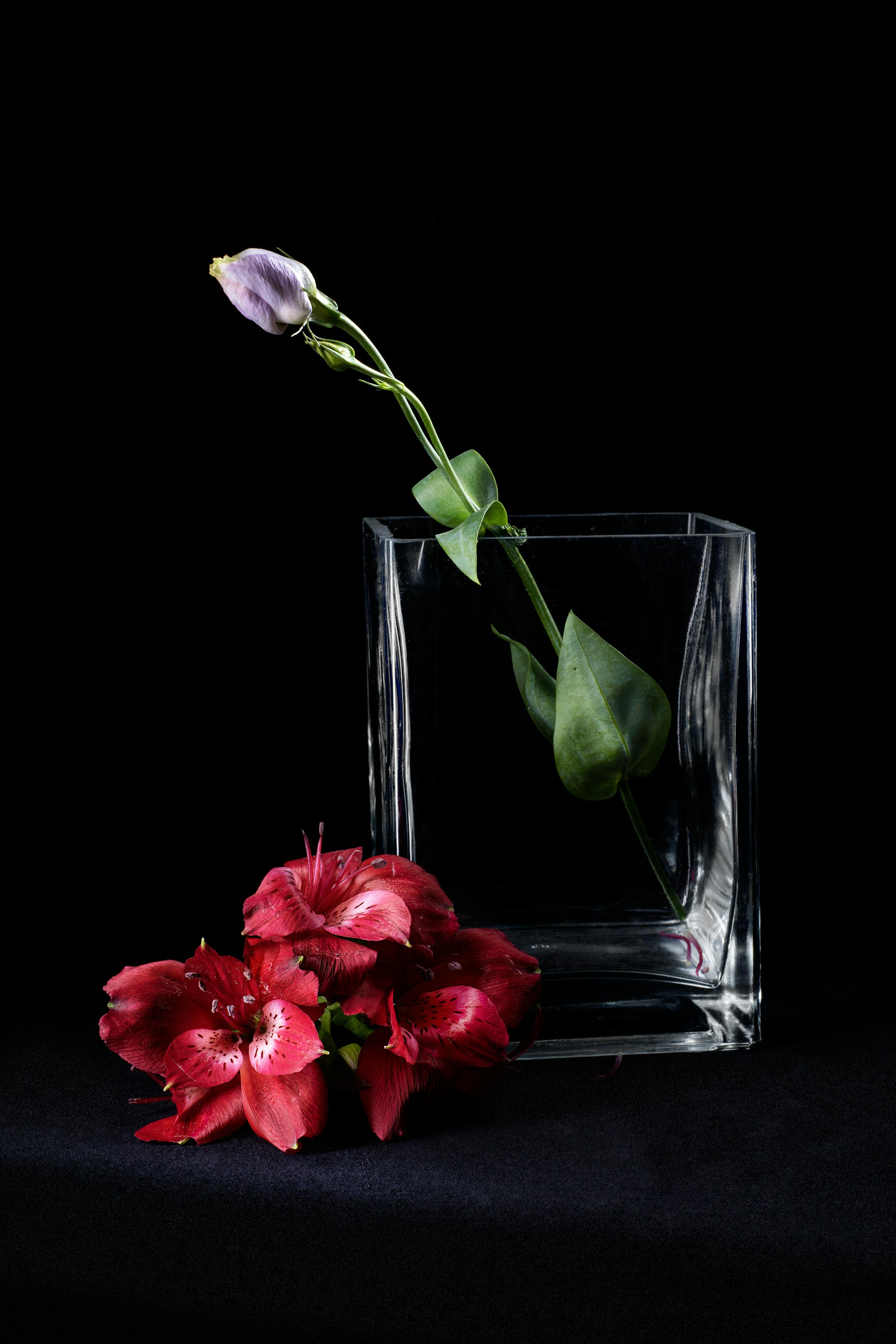 Assorted Flowers in Clear Glass Vase · Free Stock Photo