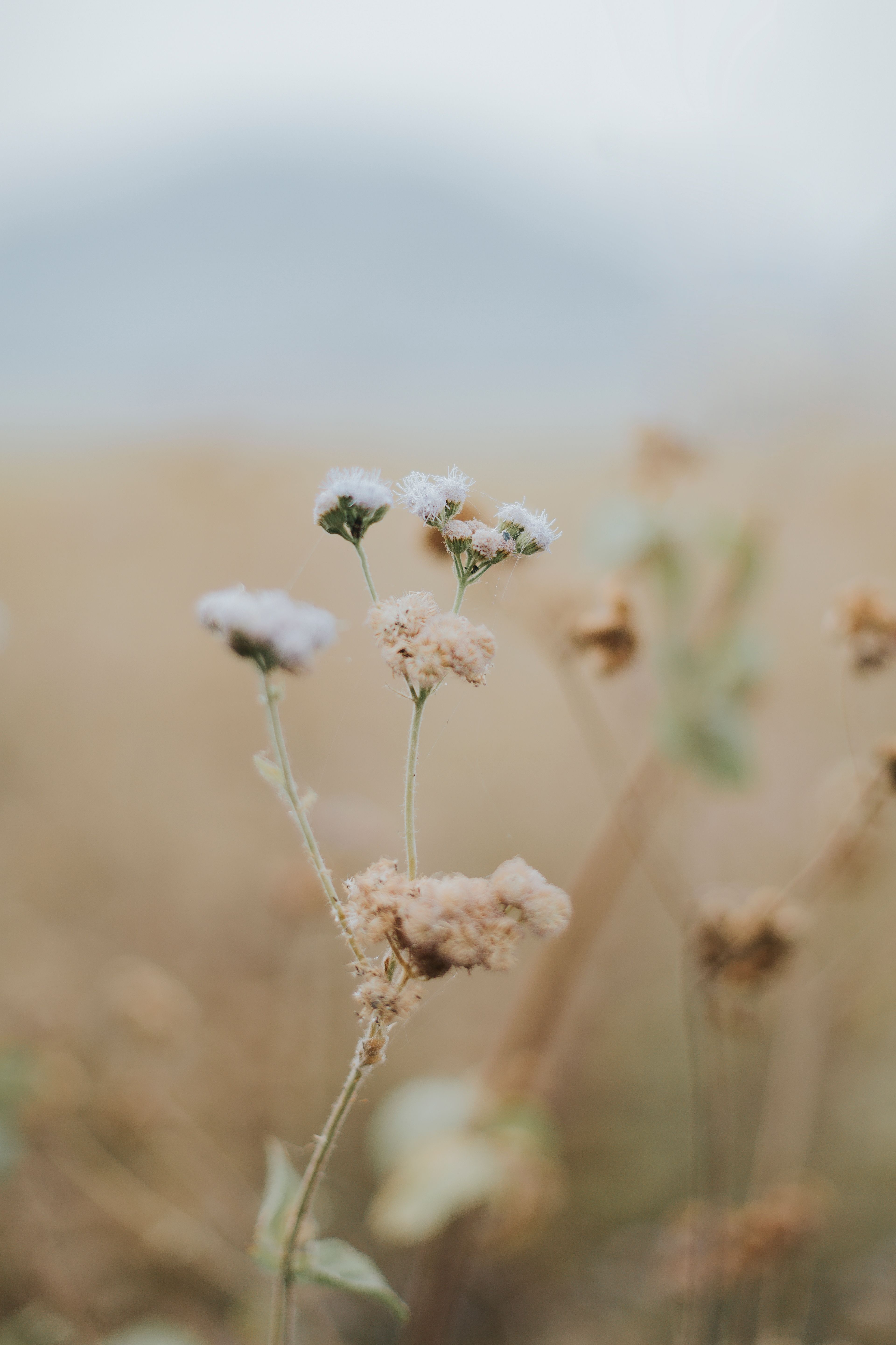 Grass and Landscape · Free Stock Photo