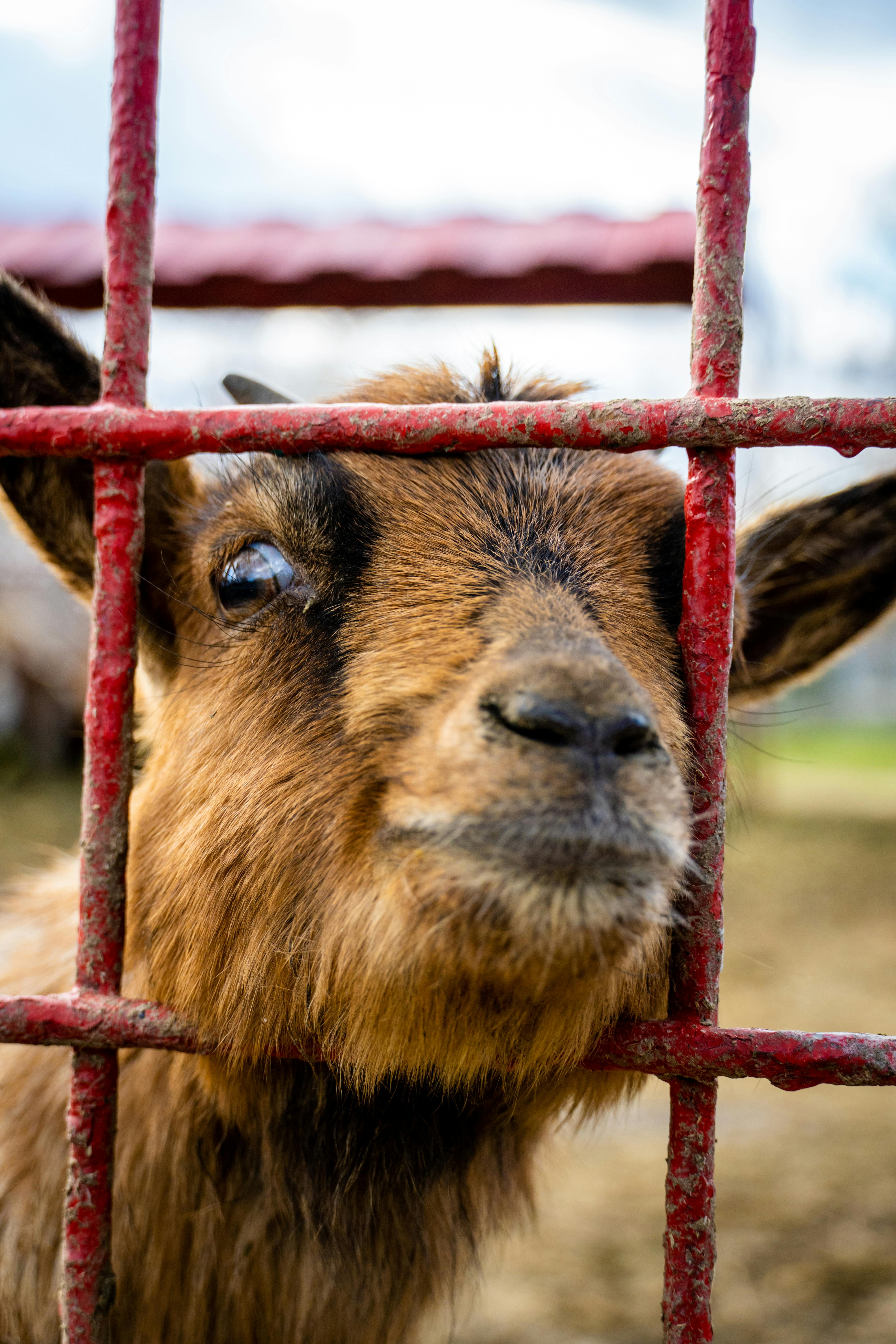 Goat in a Cage · Free Stock Photo