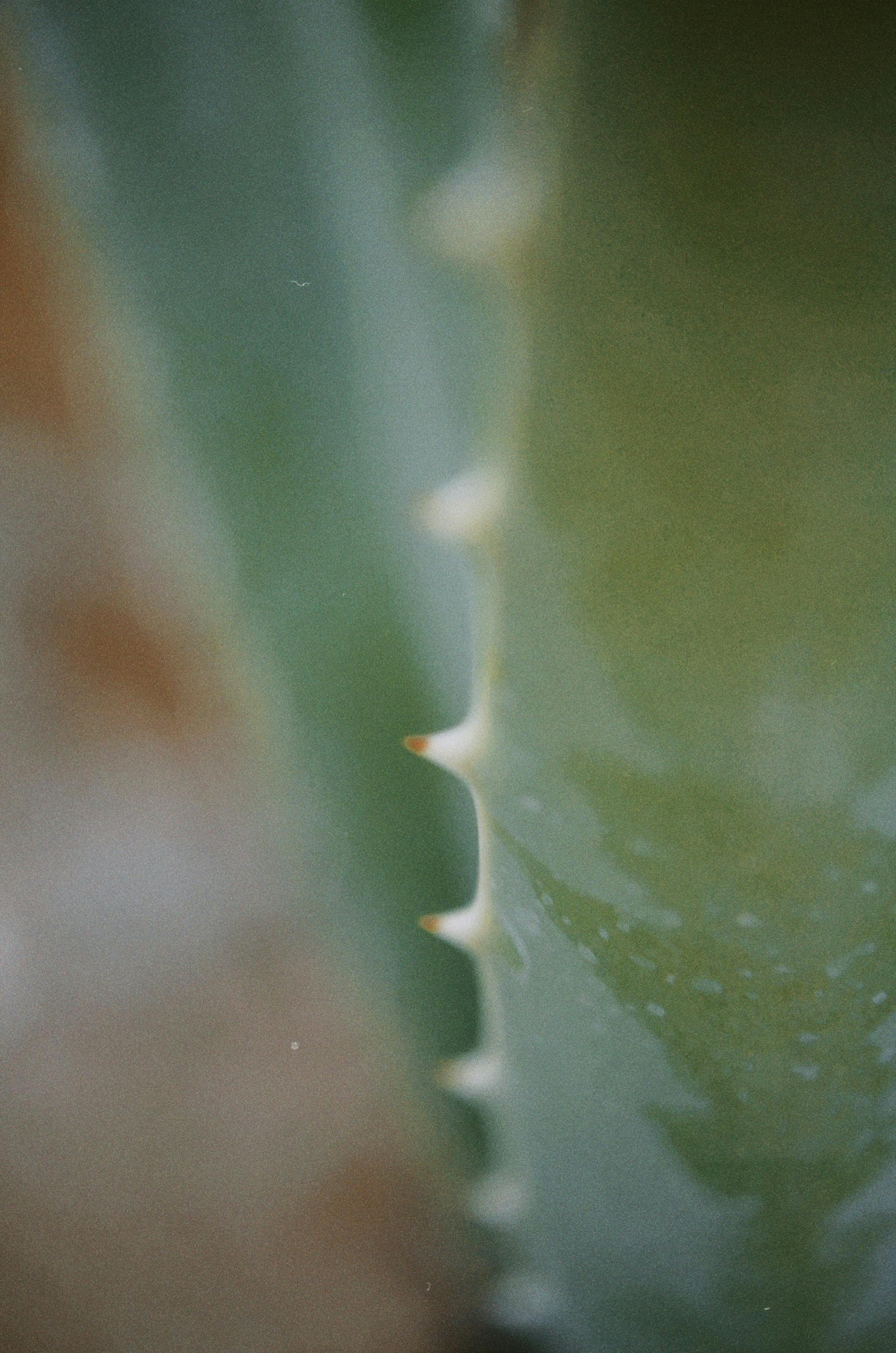 Spikes on Leaf · Free Stock Photo