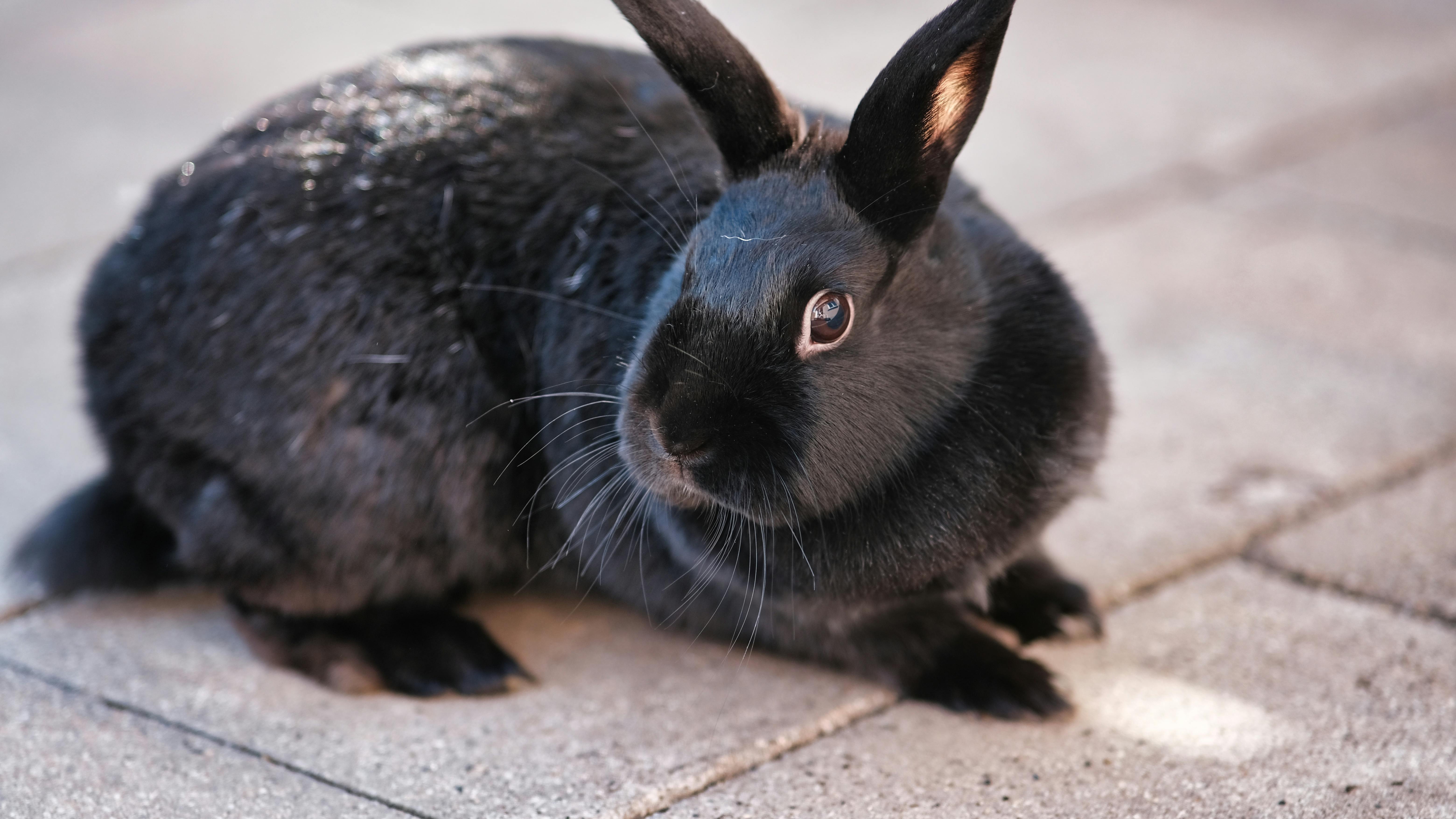 Black Rabbit on the Grey Concrete Floor · Free Stock Photo
