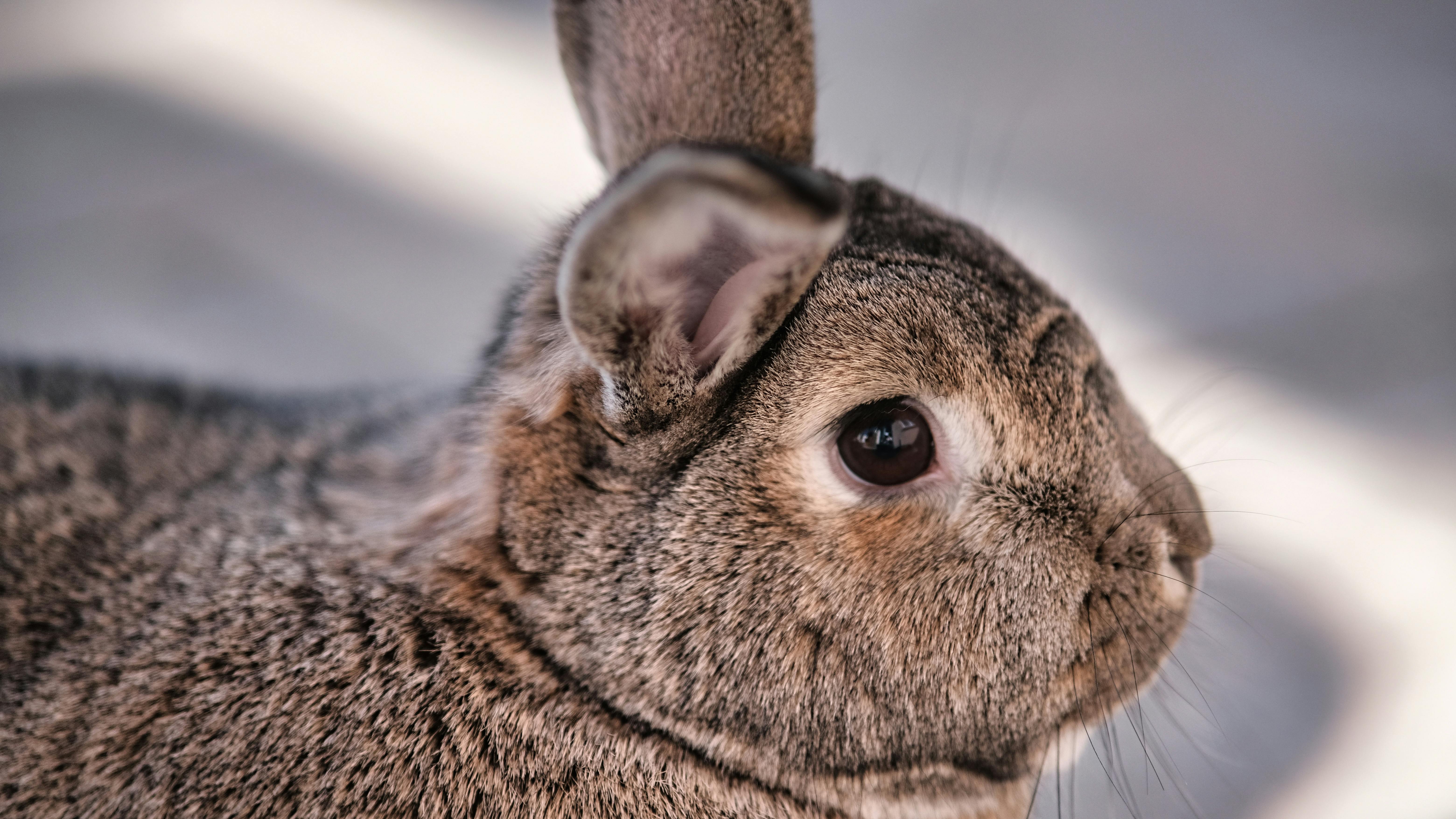 Close-up of Rabbit on Field · Free Stock Photo