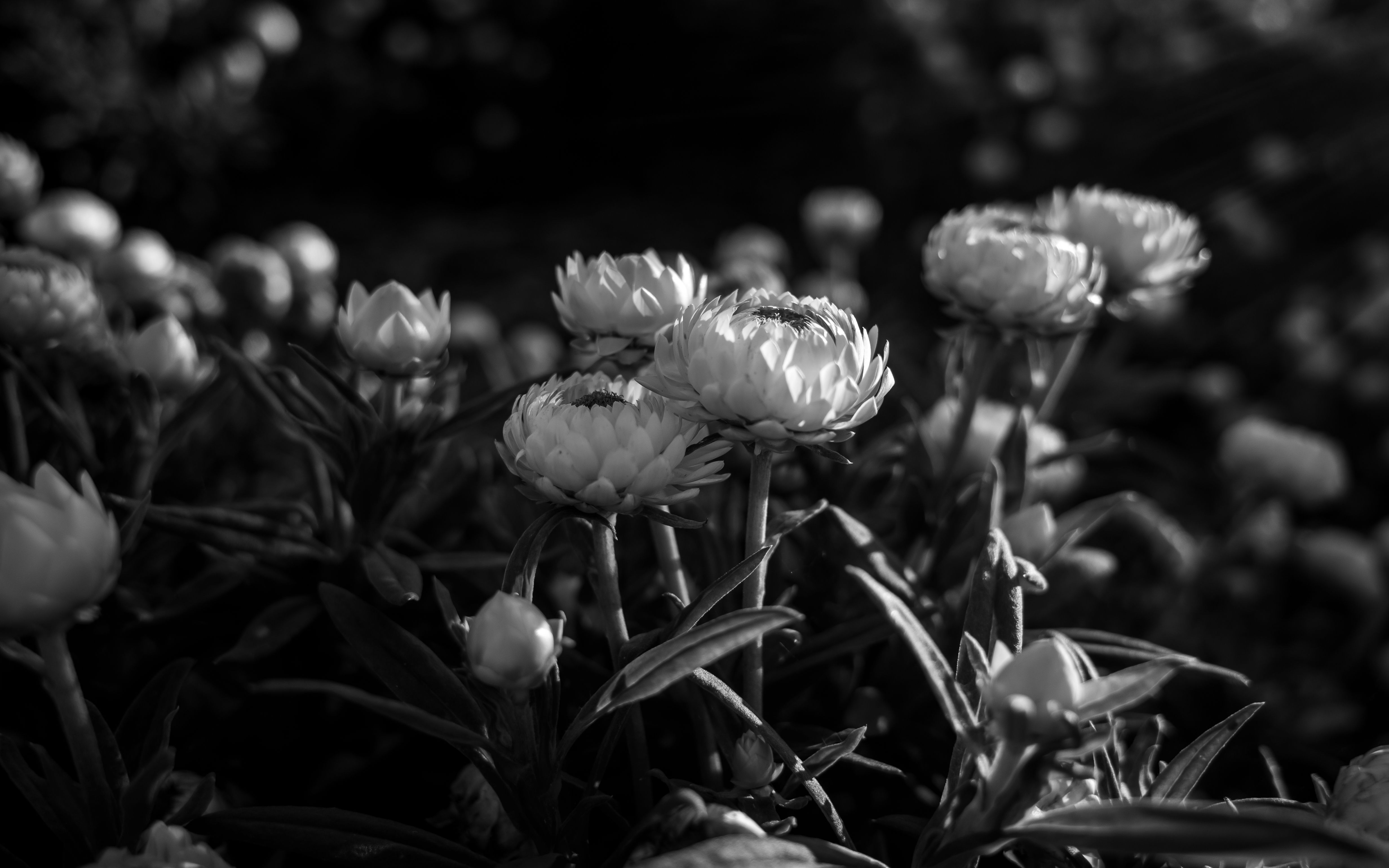 Grayscale Photo of Flowers on the Field · Free Stock Photo