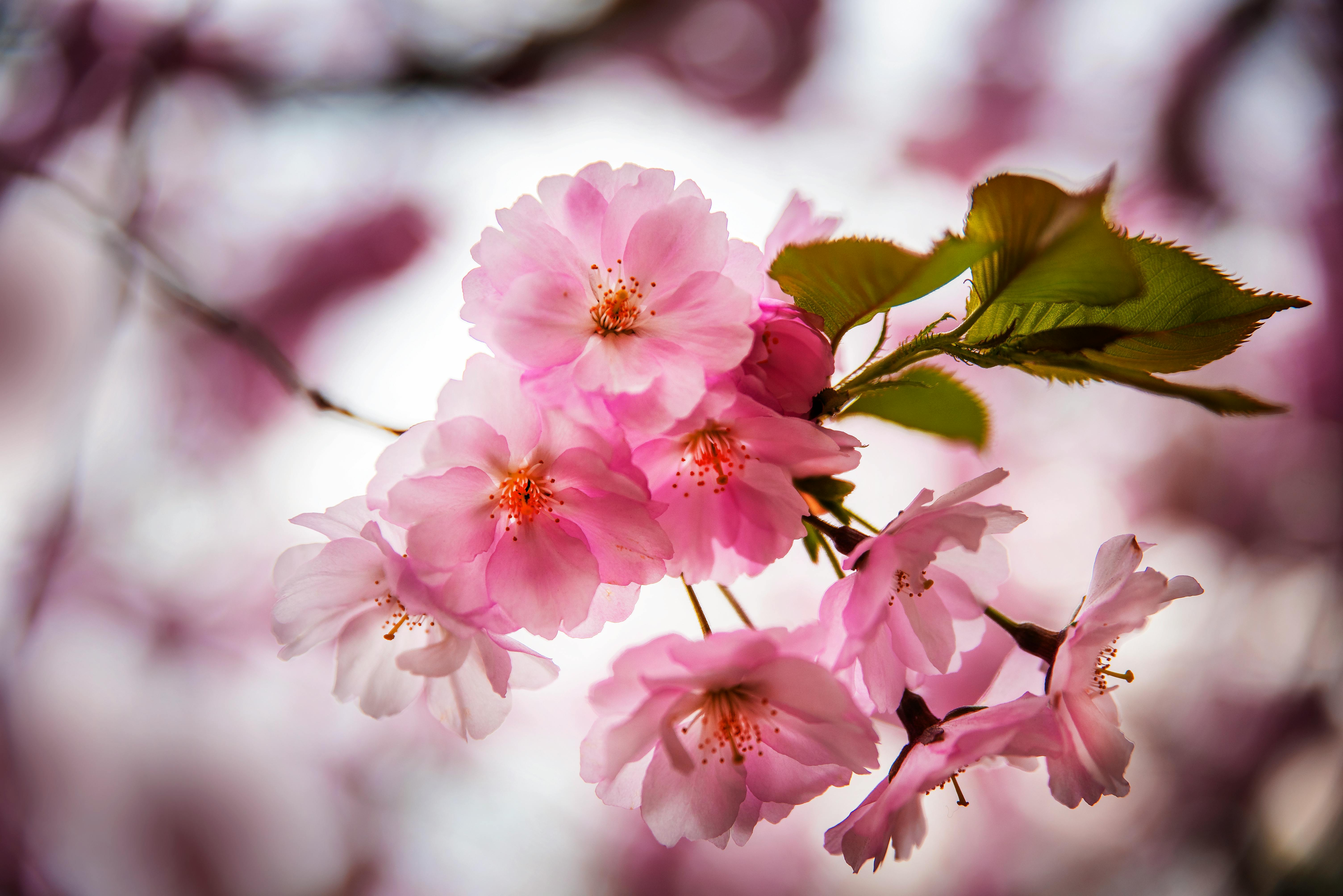 Close-Up Photo Of Pink Flowers · Free Stock Photo