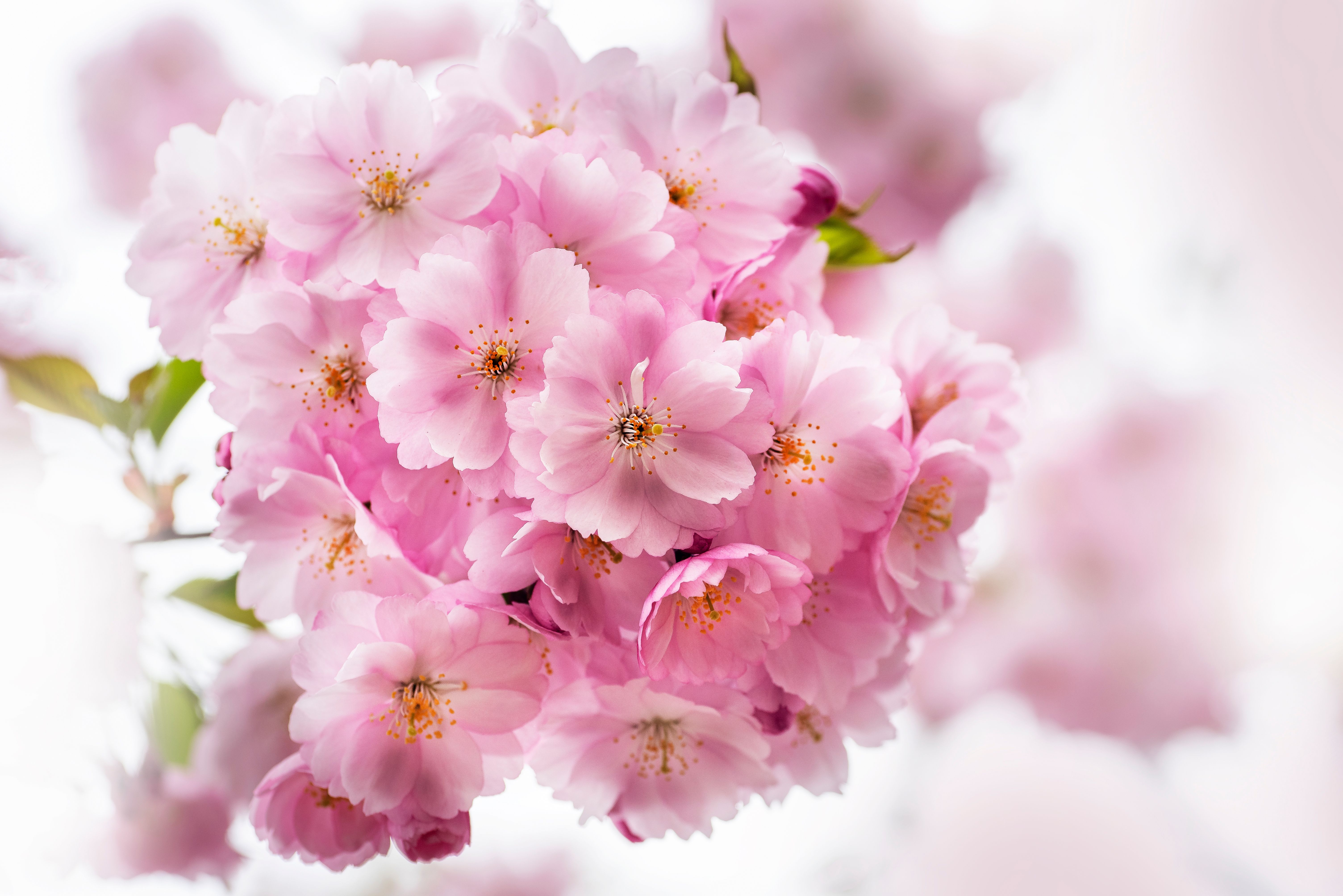 Close Up Shot of Pink Flowers · Free Stock Photo