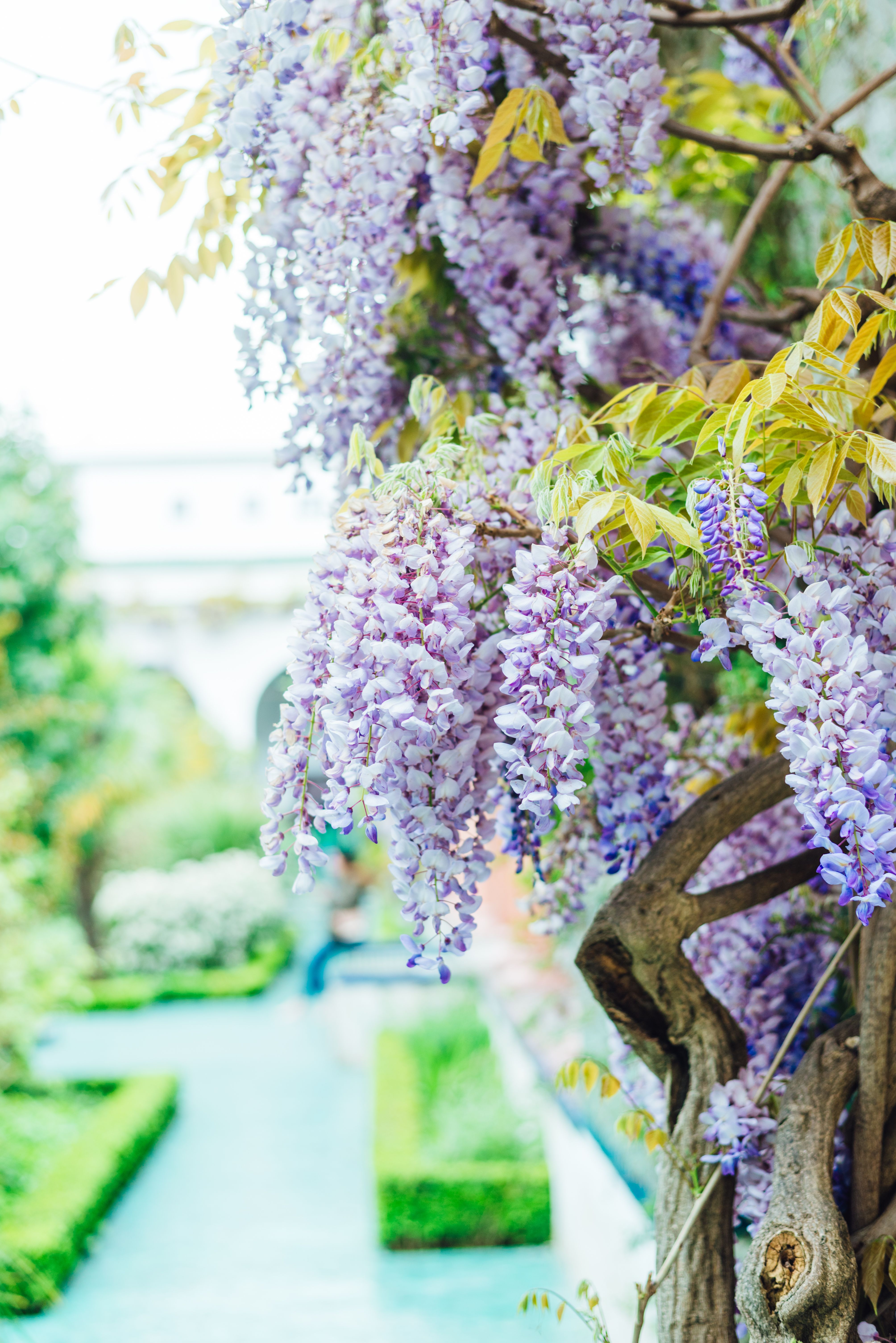 Purple Flowers on the Tree Branch · Free Stock Photo