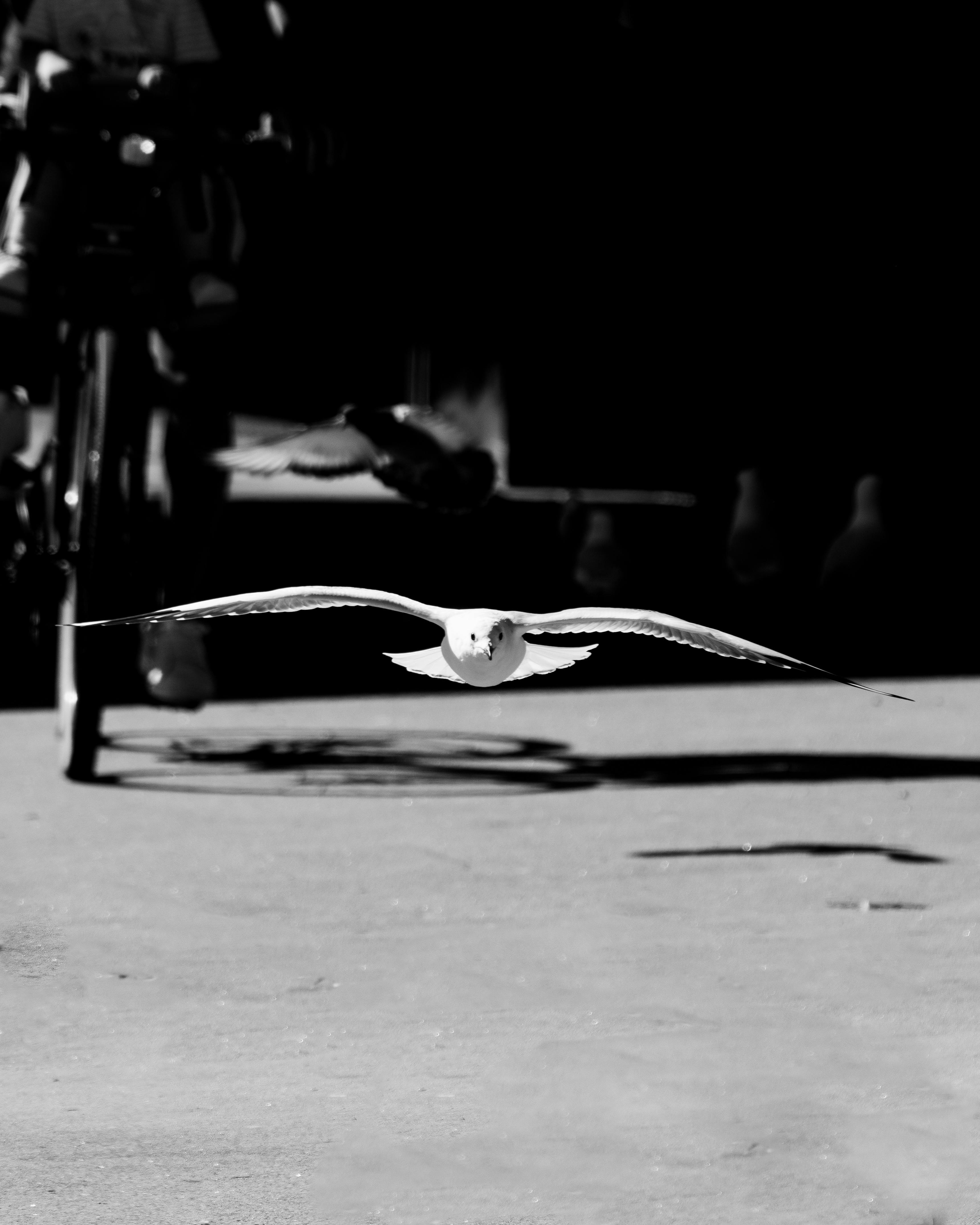 Grayscale Photo of a Crow · Free Stock Photo