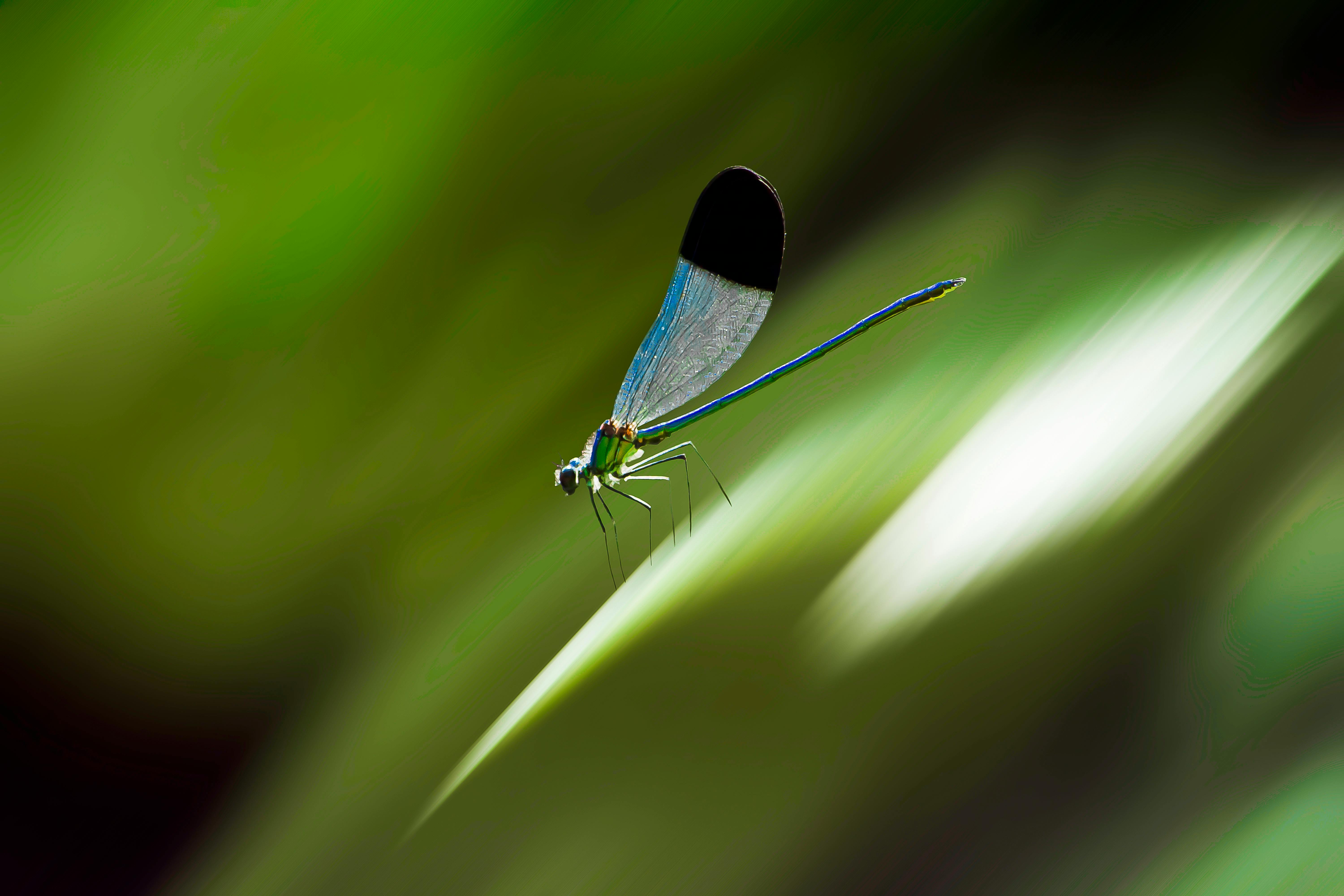 Macro Shot of a Flying Damselfly · Free Stock Photo