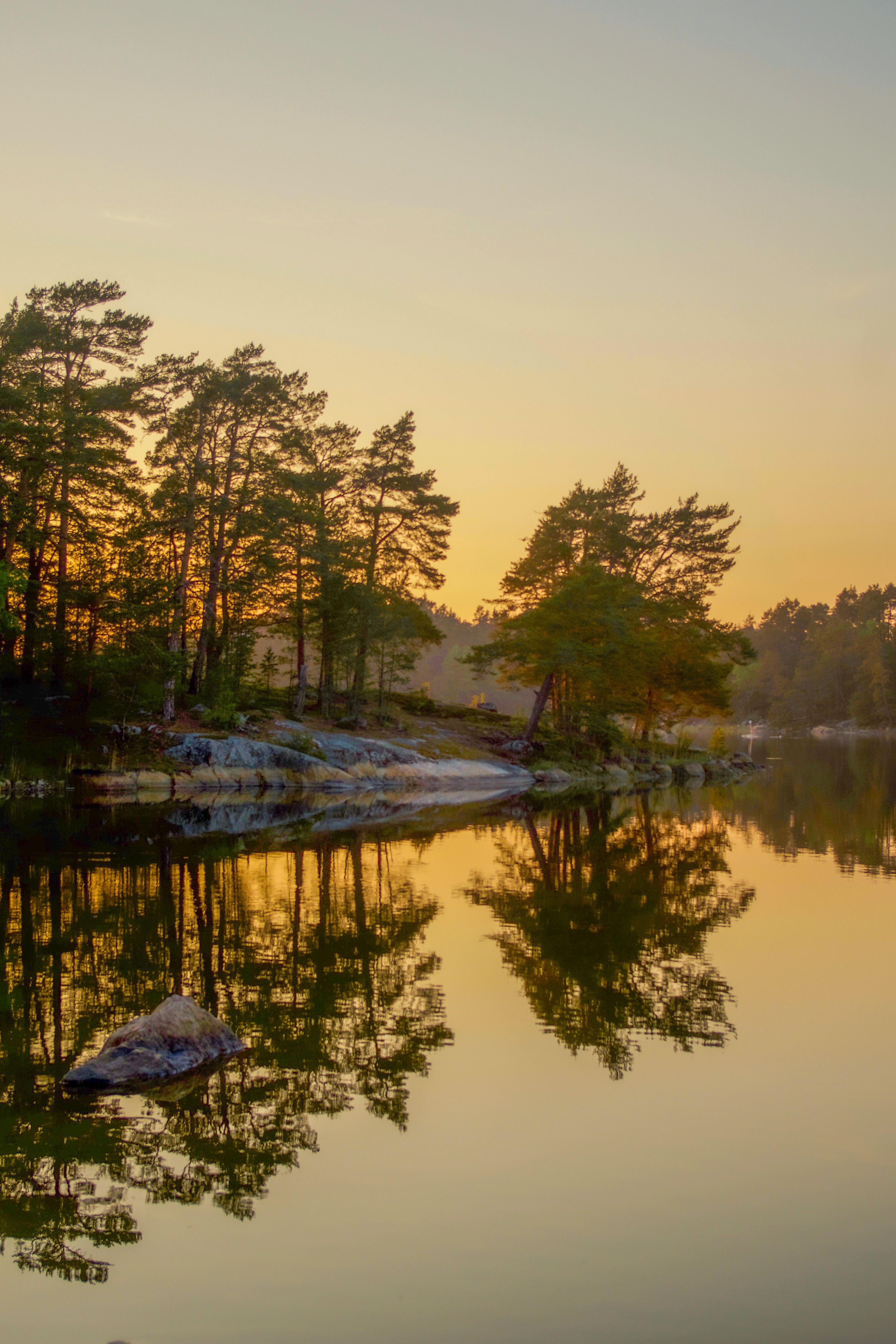 Palm Trees by the Lake · Free Stock Photo