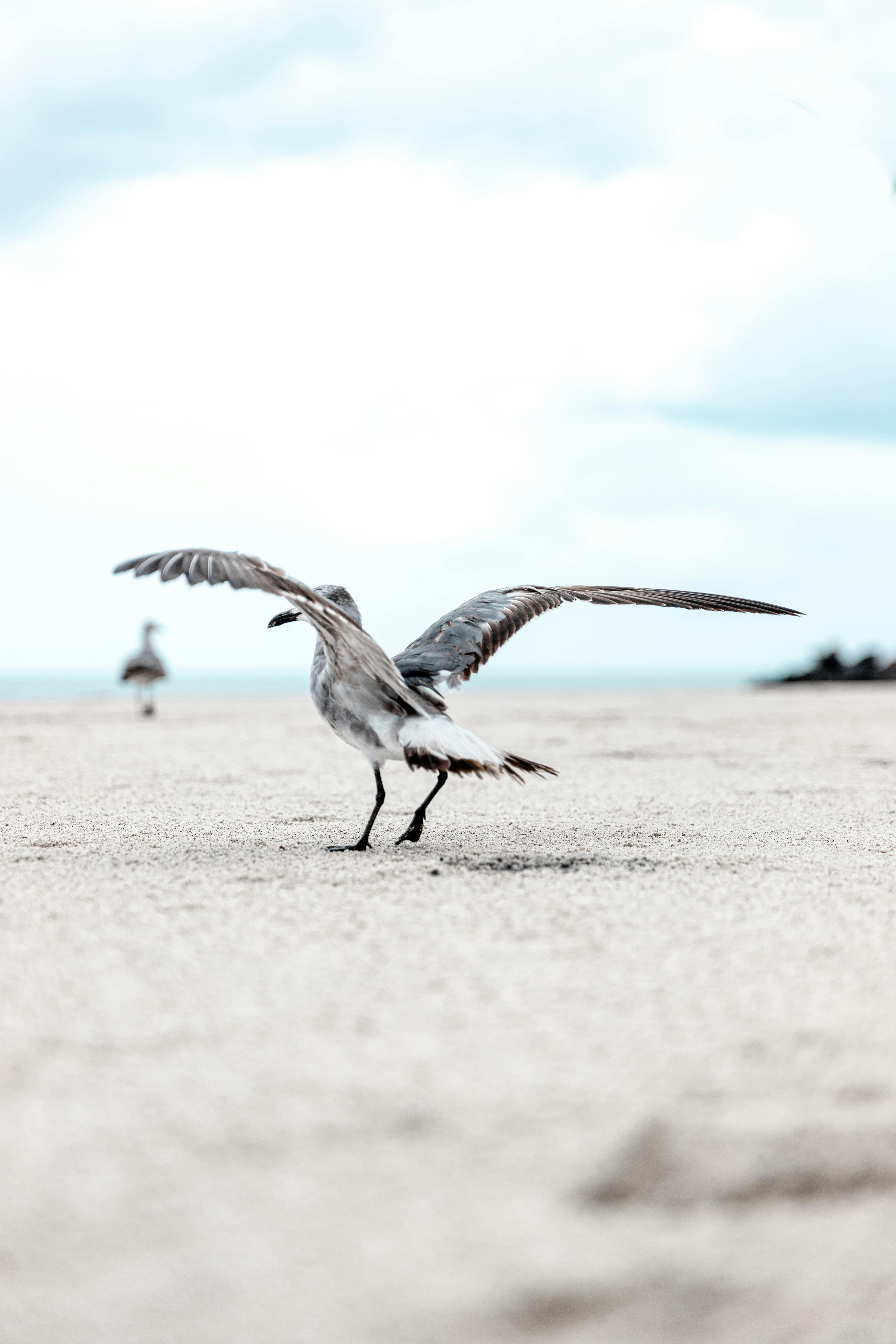 Bird Flying Over the Sea · Free Stock Photo