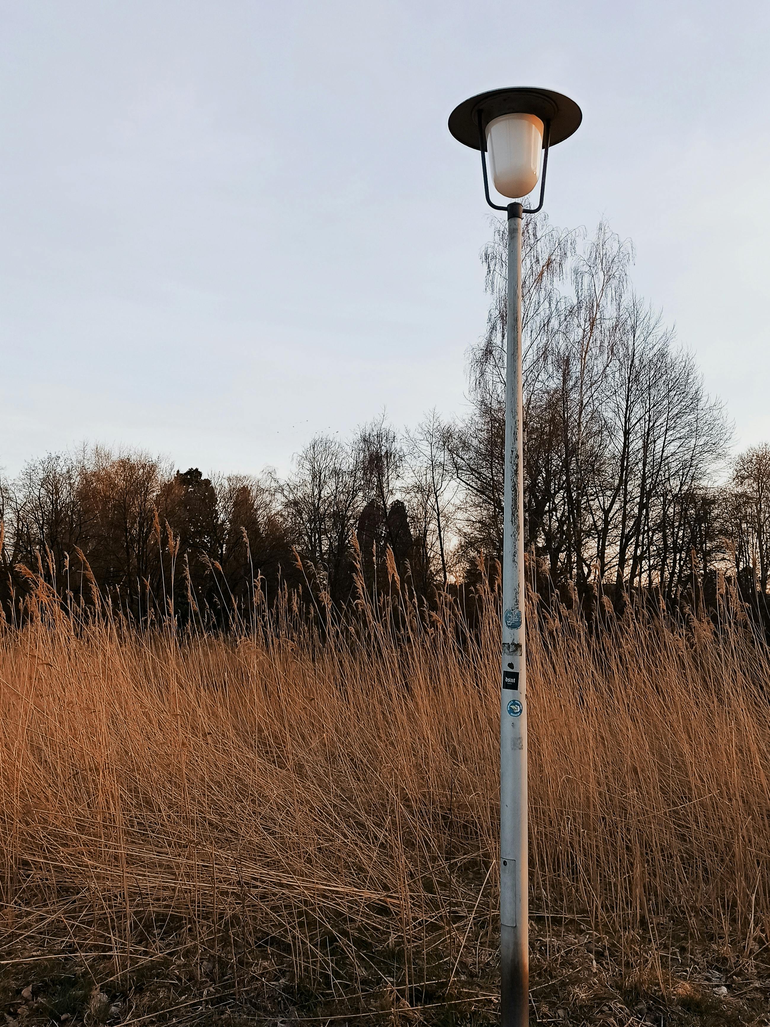 Tall Grasses and a Lamp Post Under a Clear Sky · Free Stock Photo