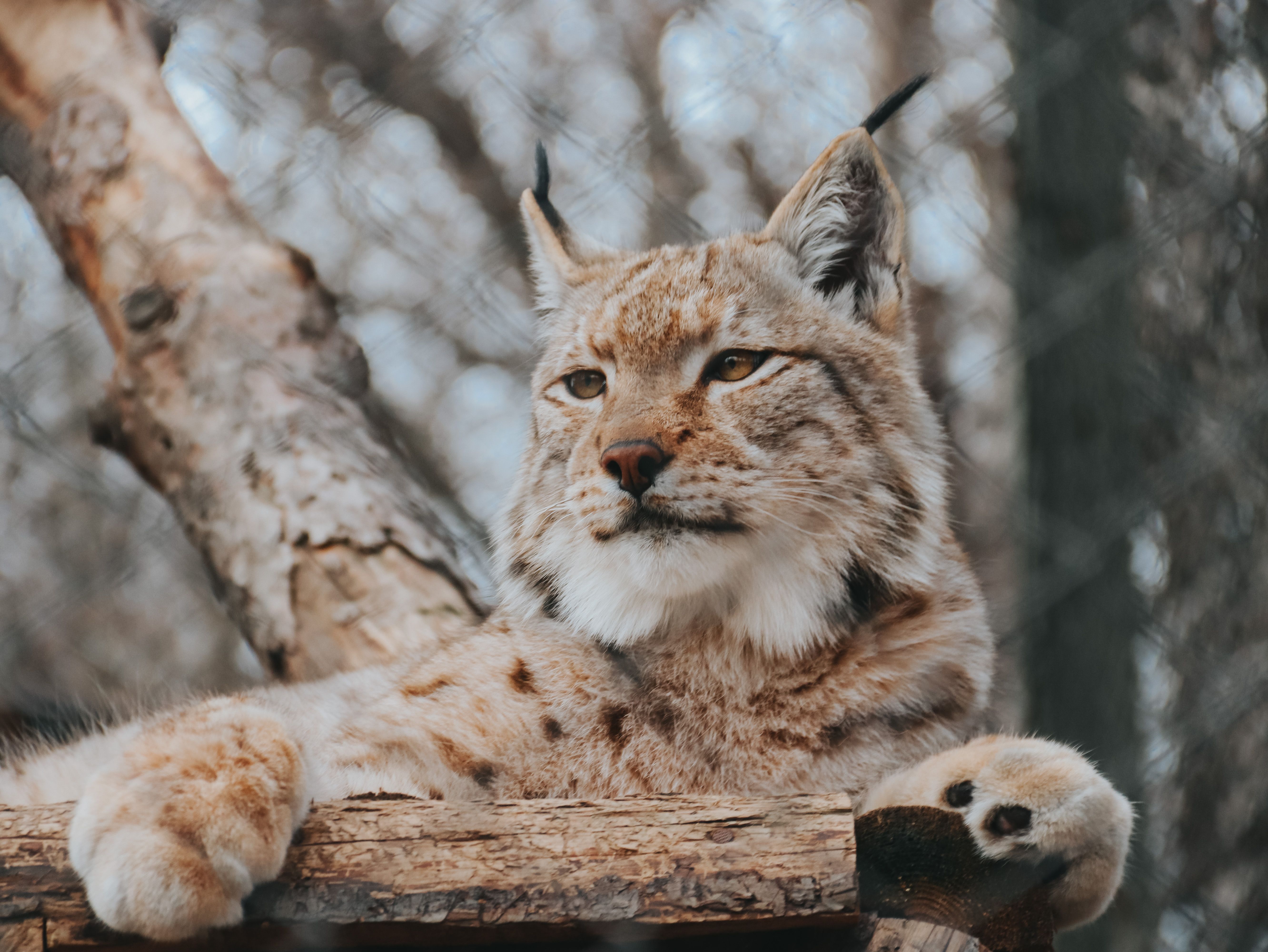 Lynx walking on grassy lawn in nature · Free Stock Photo