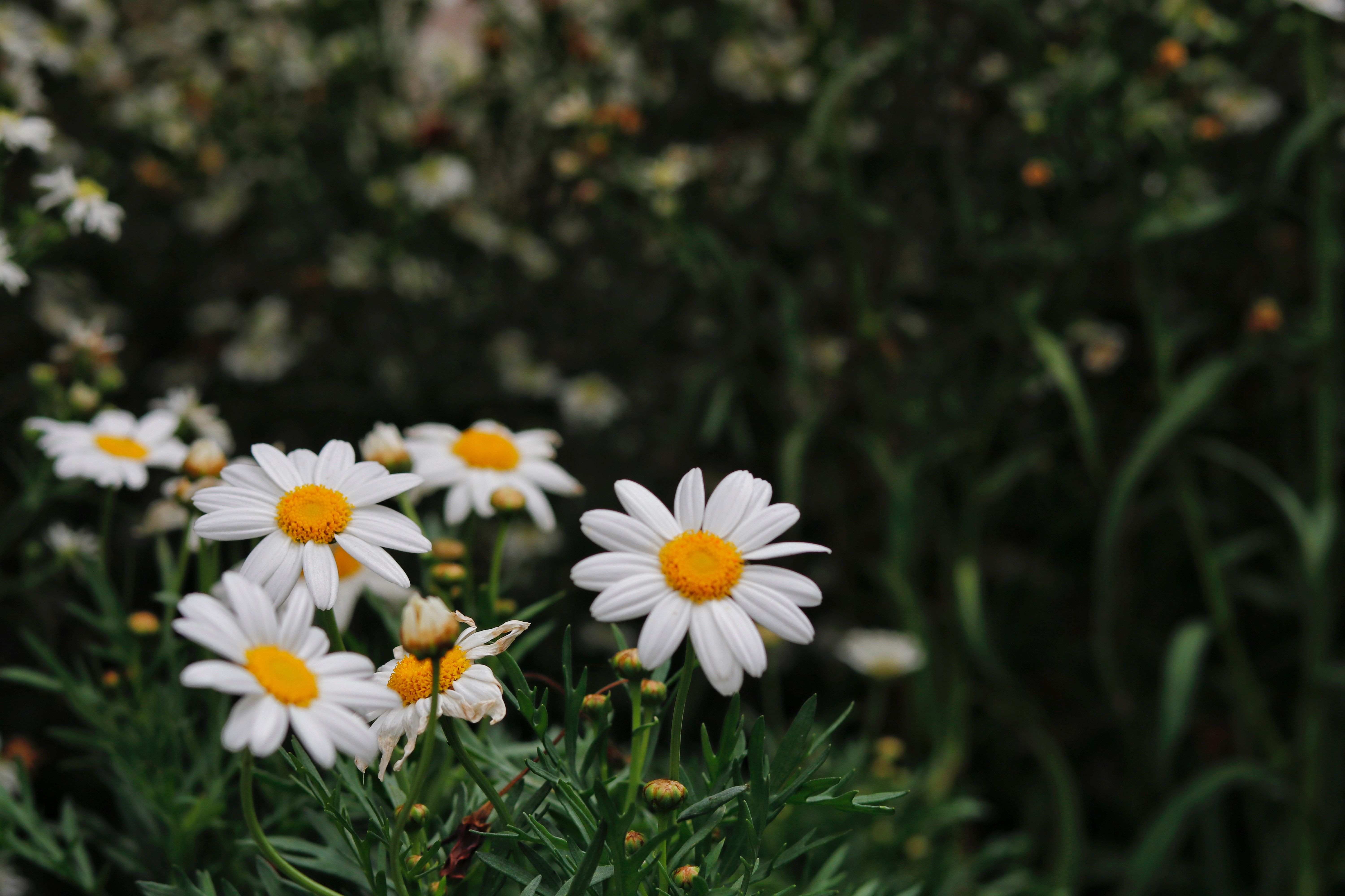 Shallow Photography Of White Flowers · Free Stock Photo