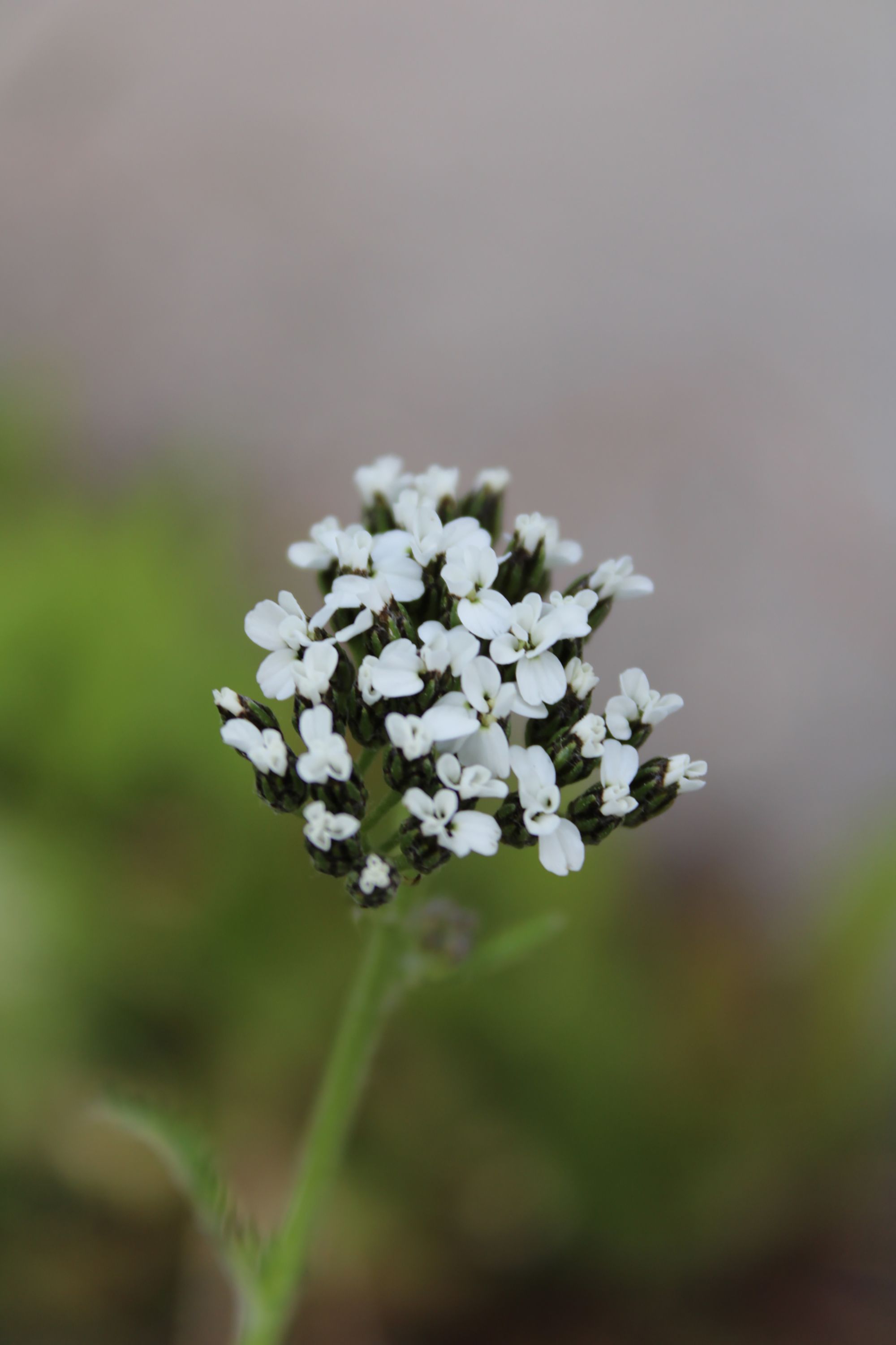 Yarrows Photos, Download Free Yarrows Stock Photos & HD Images