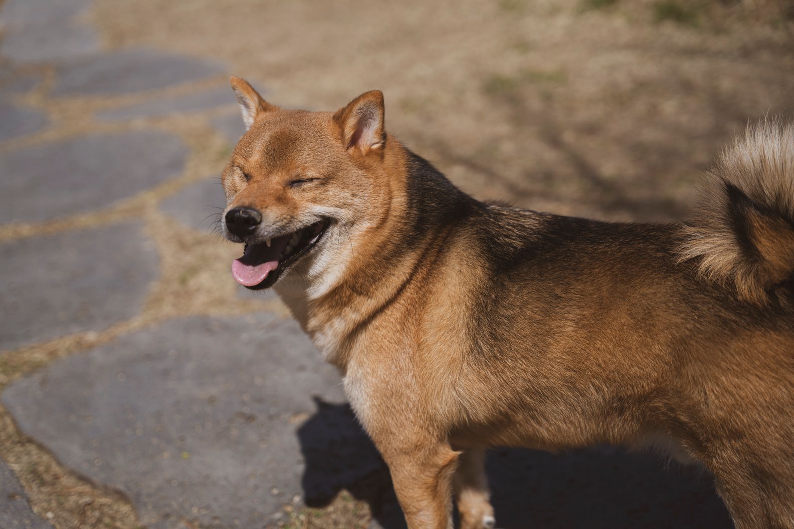 Shiba Inu Life Stages: From Puppyhood to Maturity and Beyond