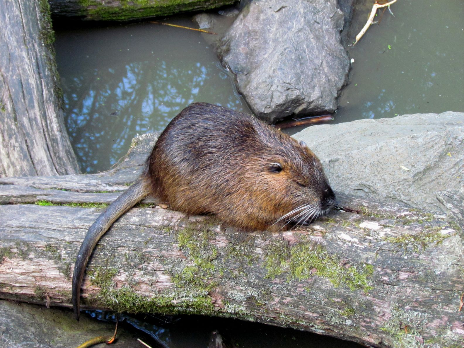 Melomys: Your Easy Guide to These Tiny Rodents