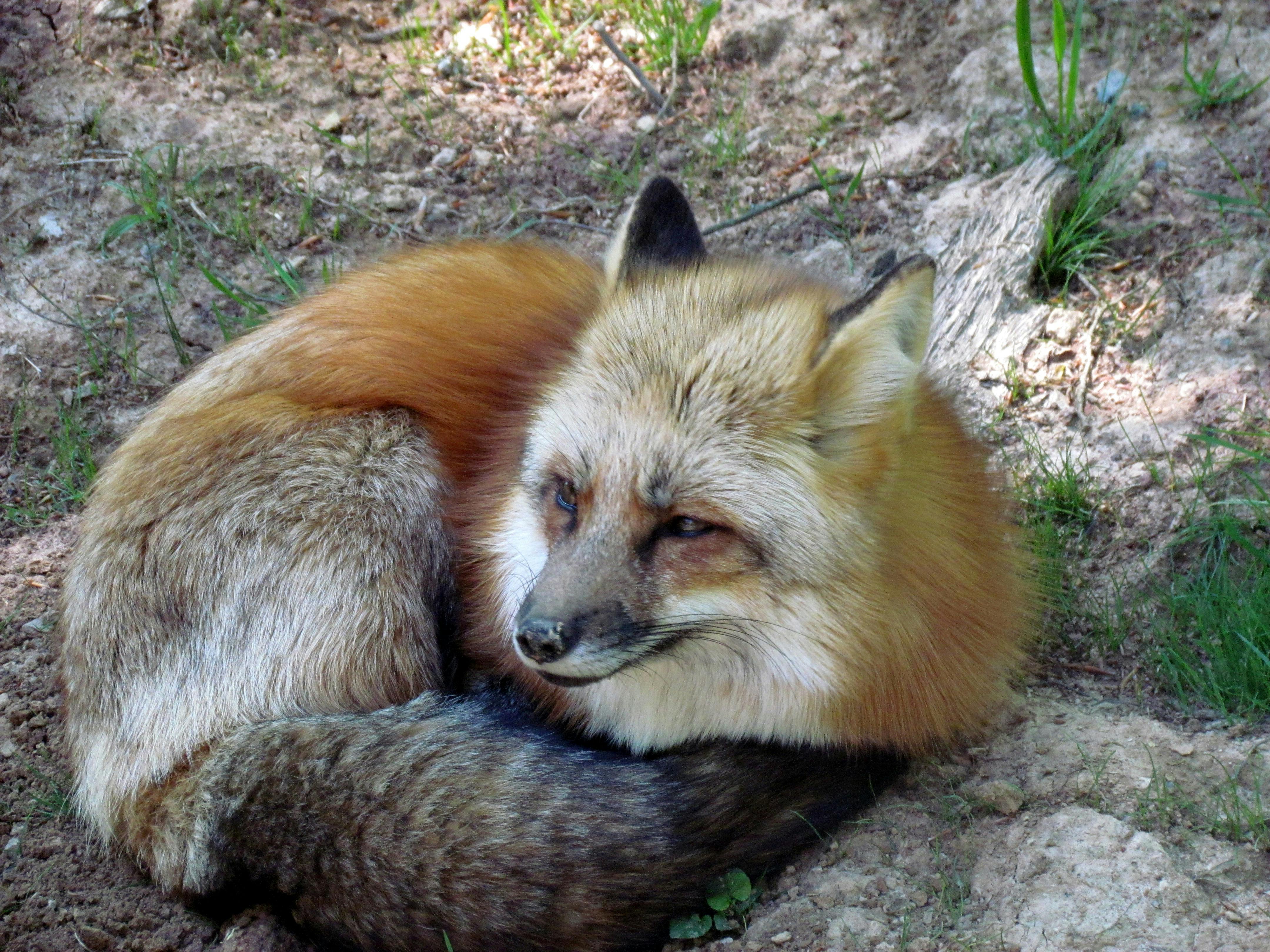 Close-Up Photo of Sleeping Fox · Free Stock Photo