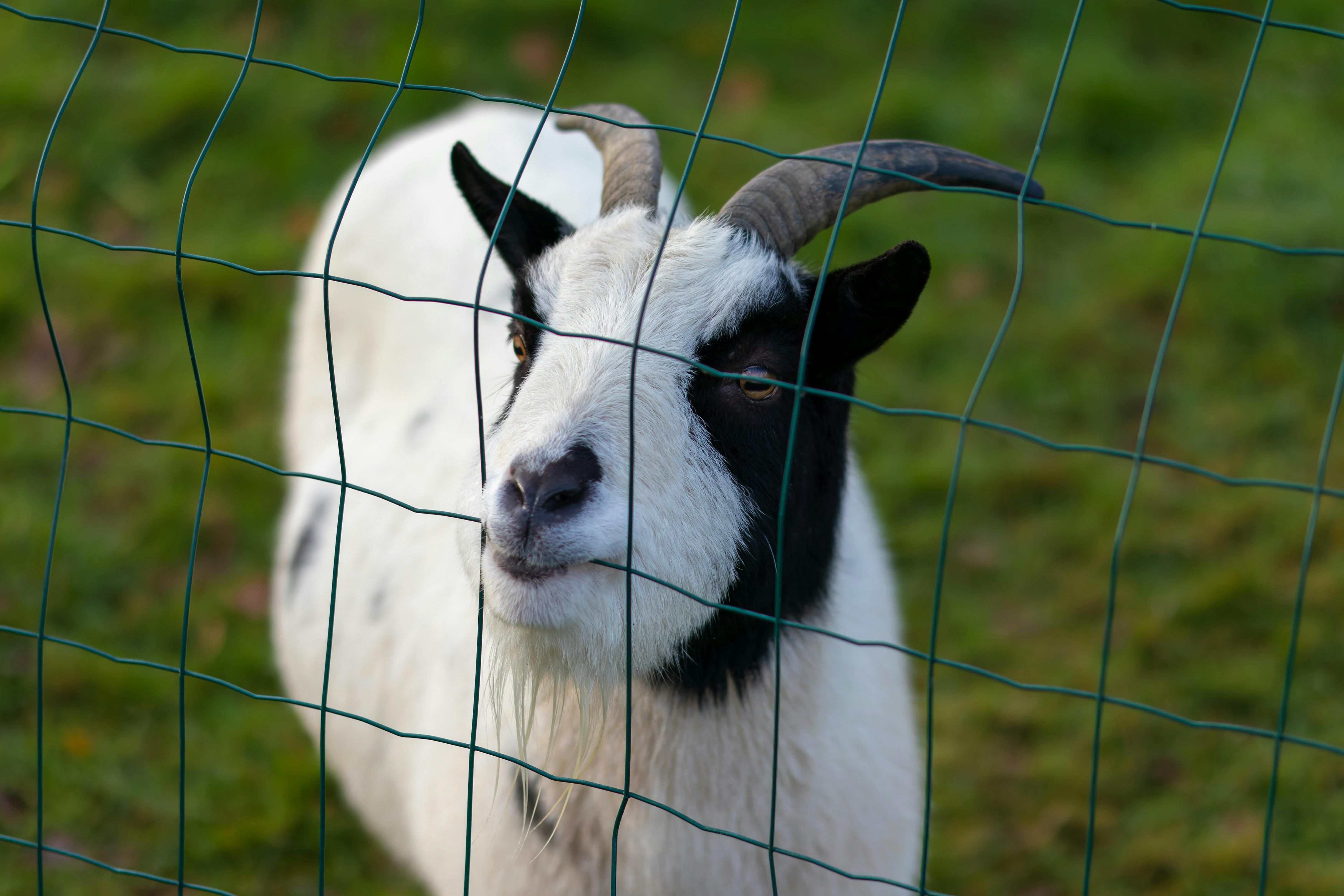 A White and Black Goat Biting a Wired Fence · Free Stock Photo