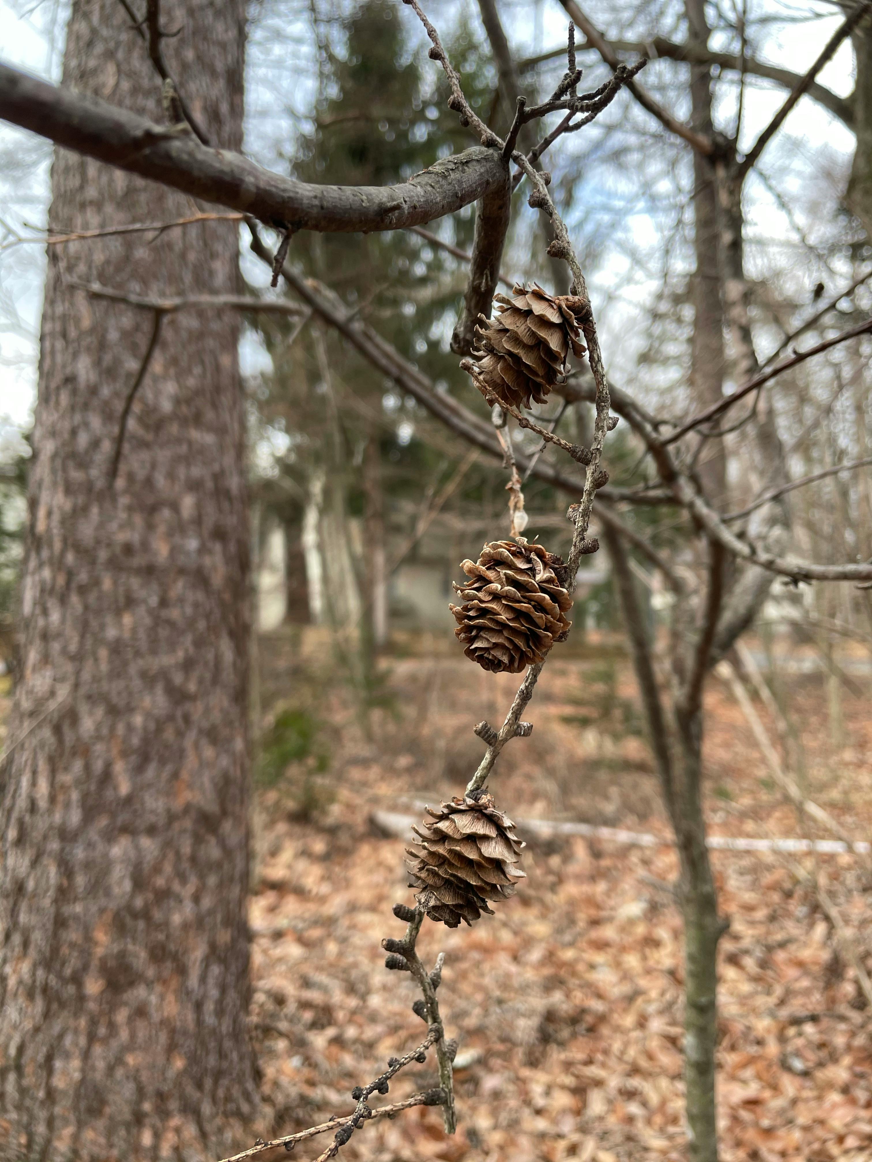 Conifer Cones Hanging on a Tree Branch · Free Stock Photo