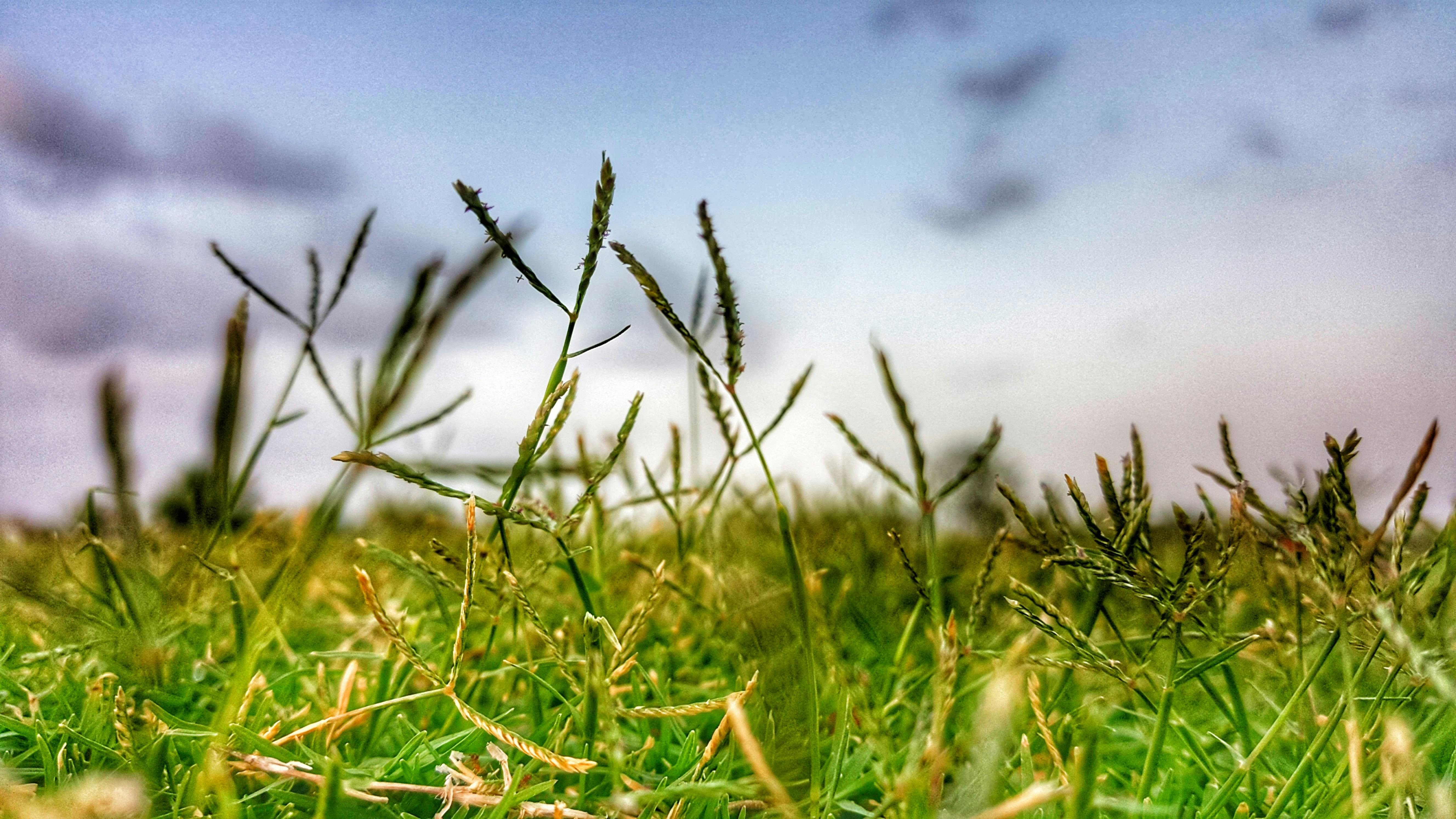 Close-up Photography of Grass · Free Stock Photo