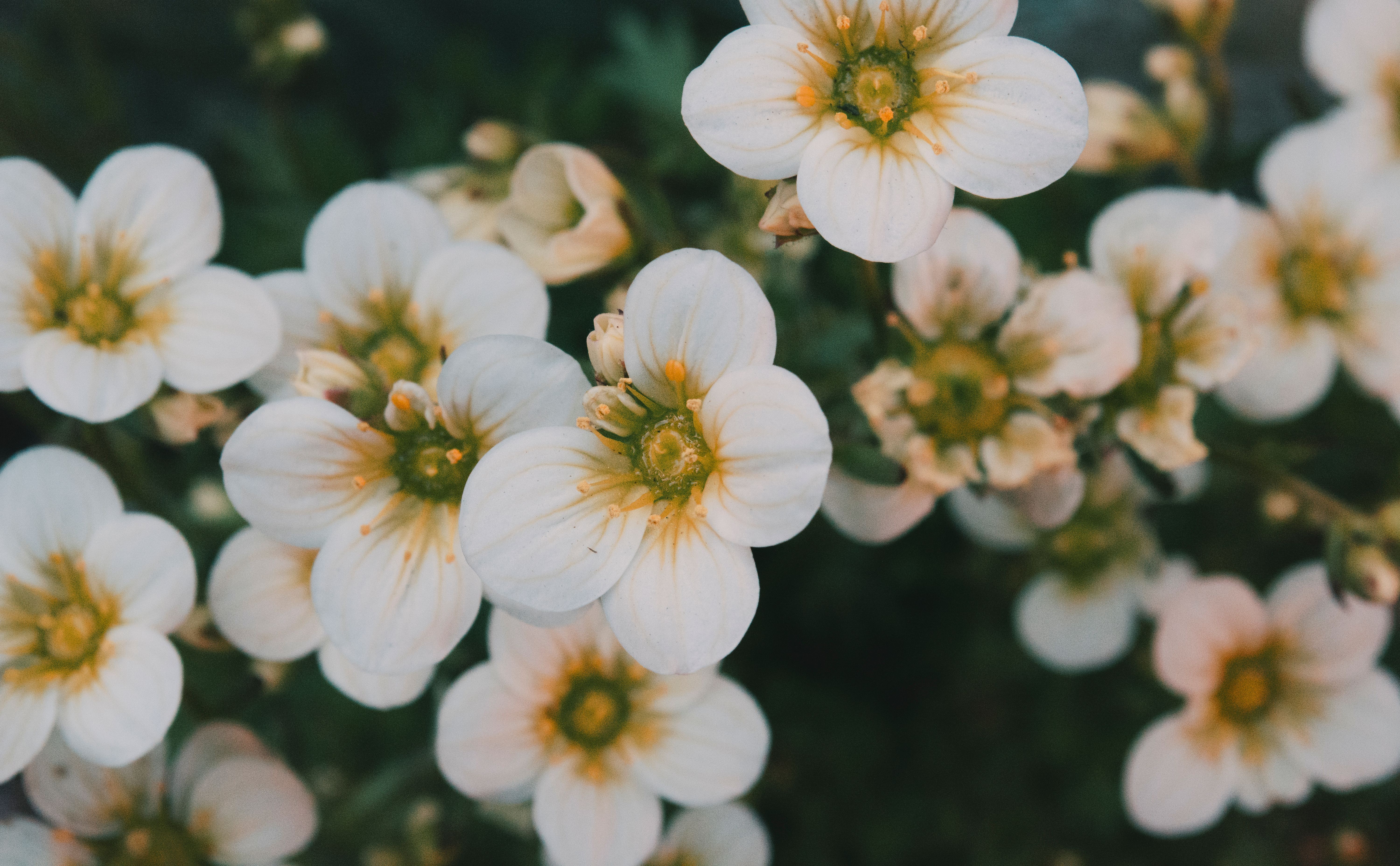 Close Up of Blooming White Flowers · Free Stock Photo