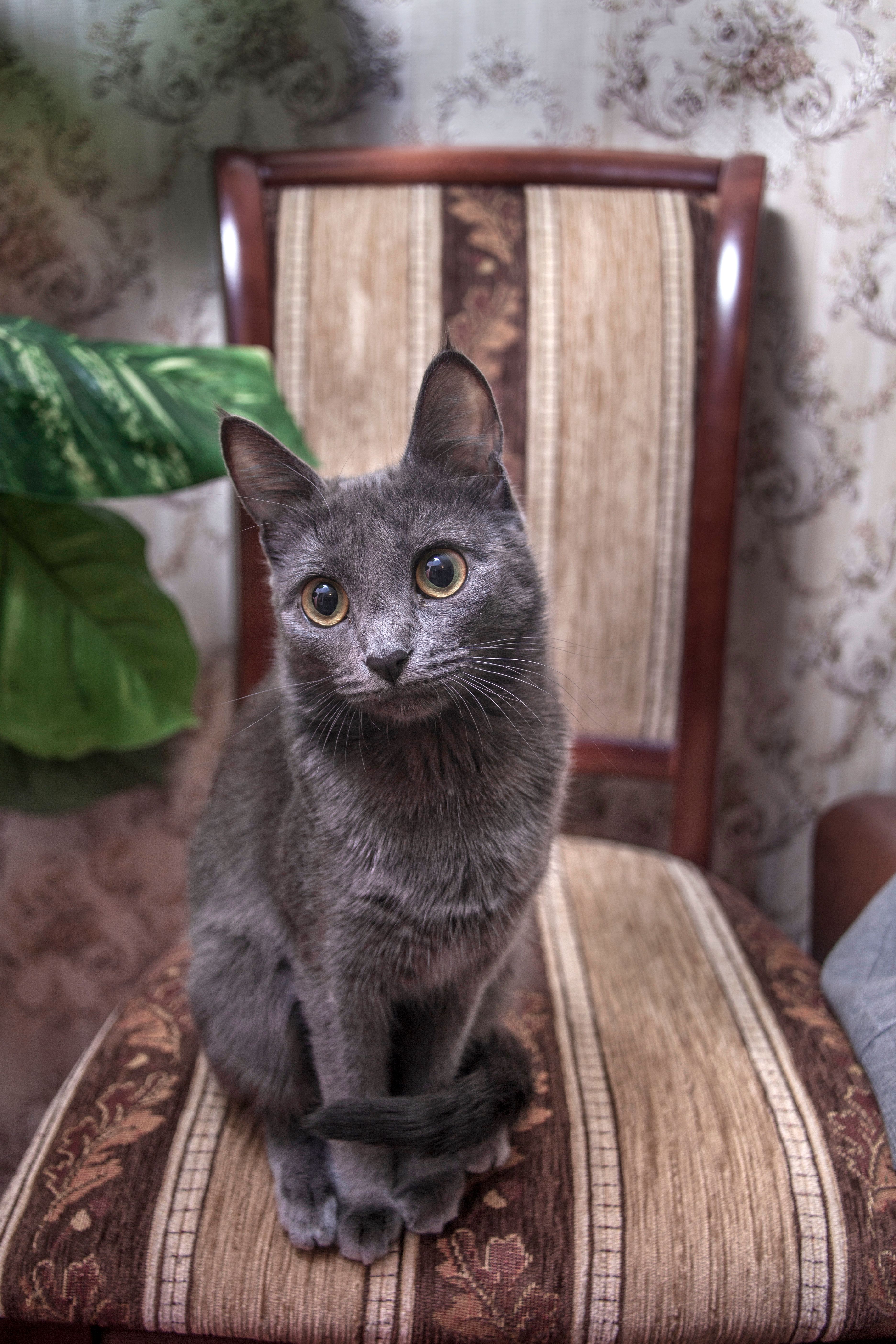 A Cat Sitting on the Chair · Free Stock Photo