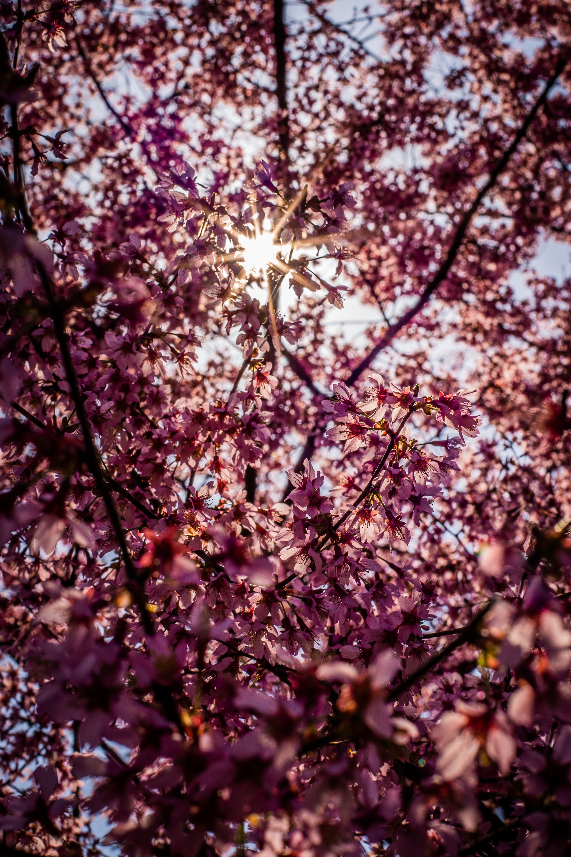 A Full Tree With Flowers Photos, Download Free A Full Tree With Flowers ...