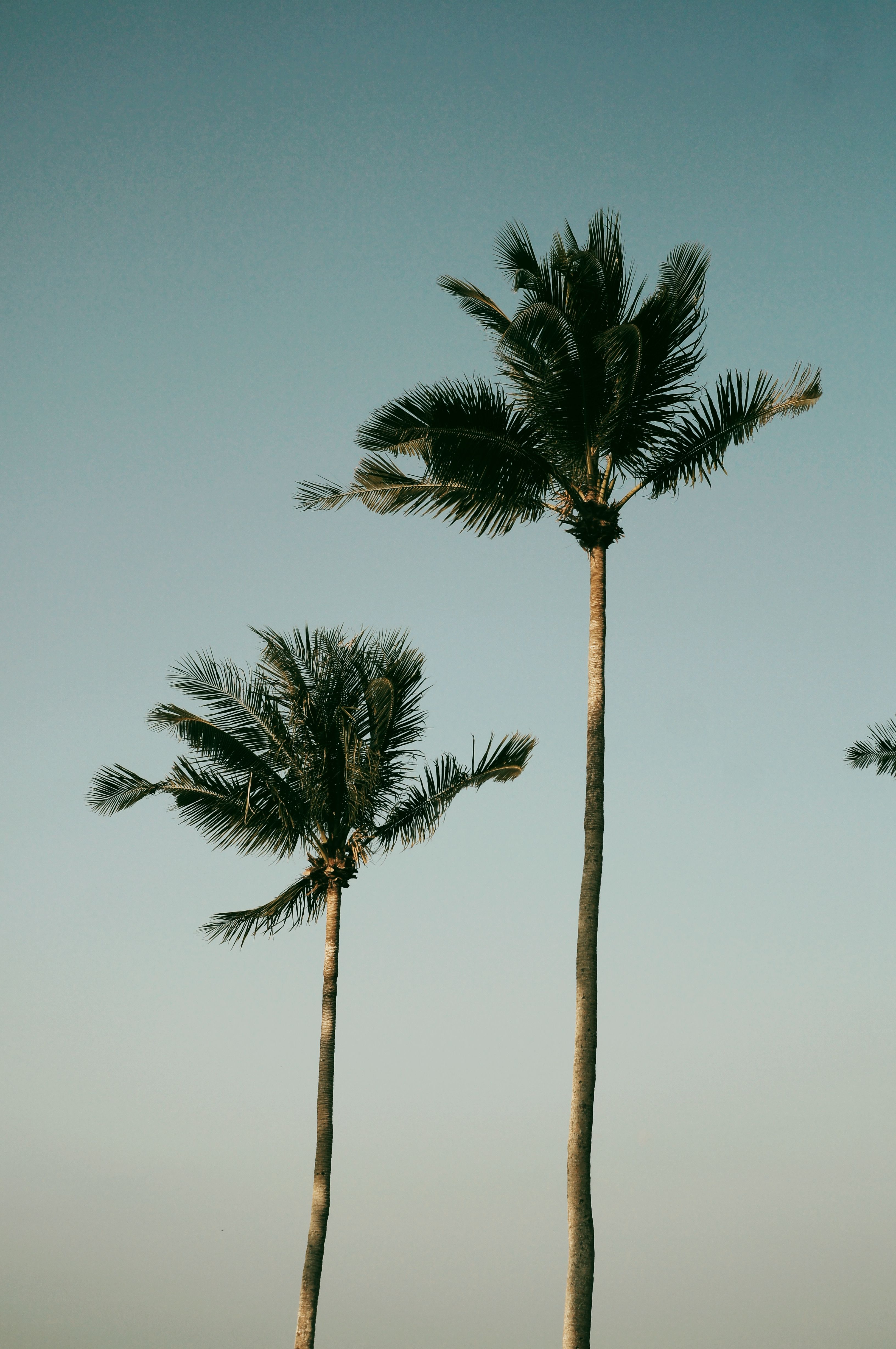 Palm Tree in Front of a House · Free Stock Photo