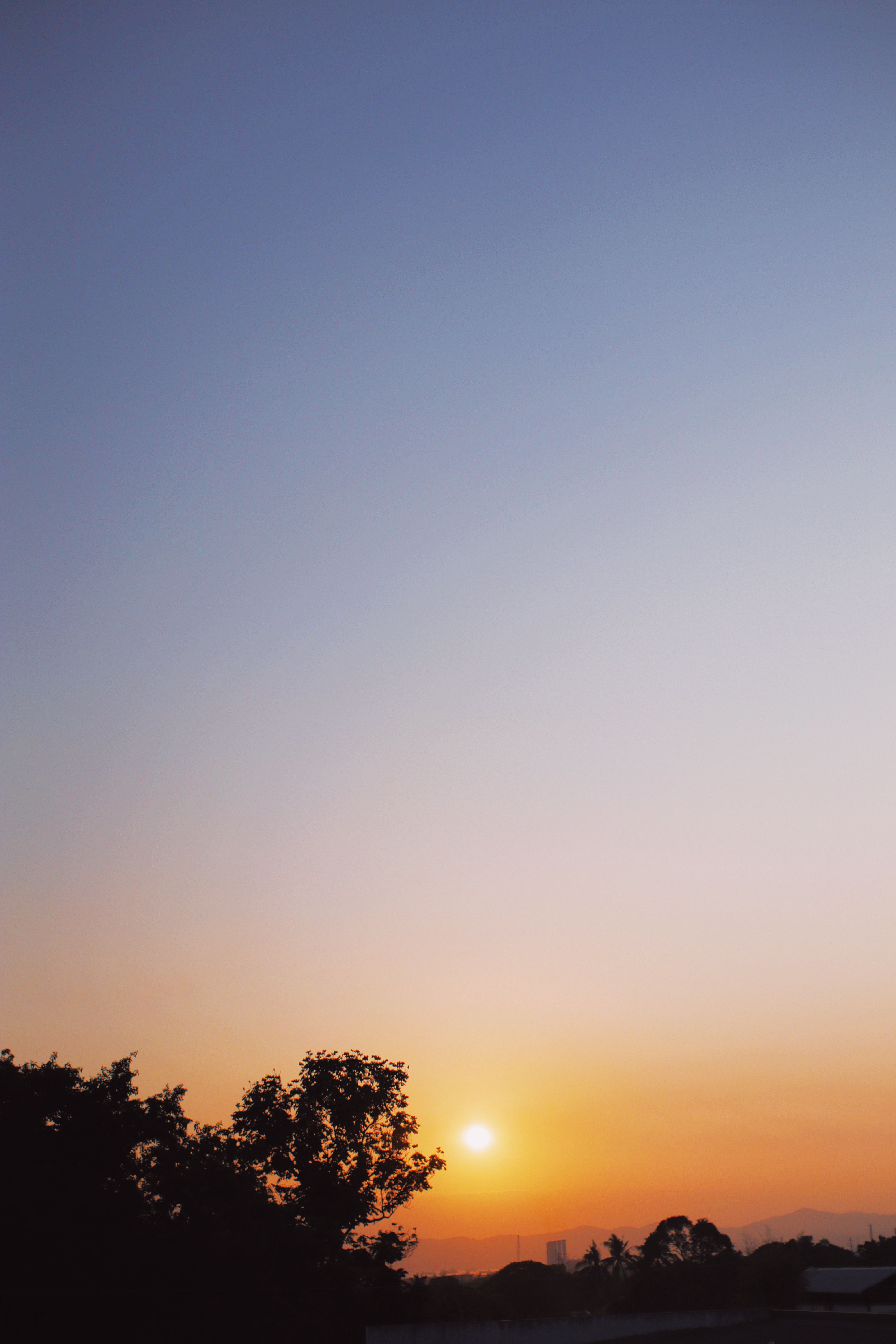 Trees Under the Sun · Free Stock Photo