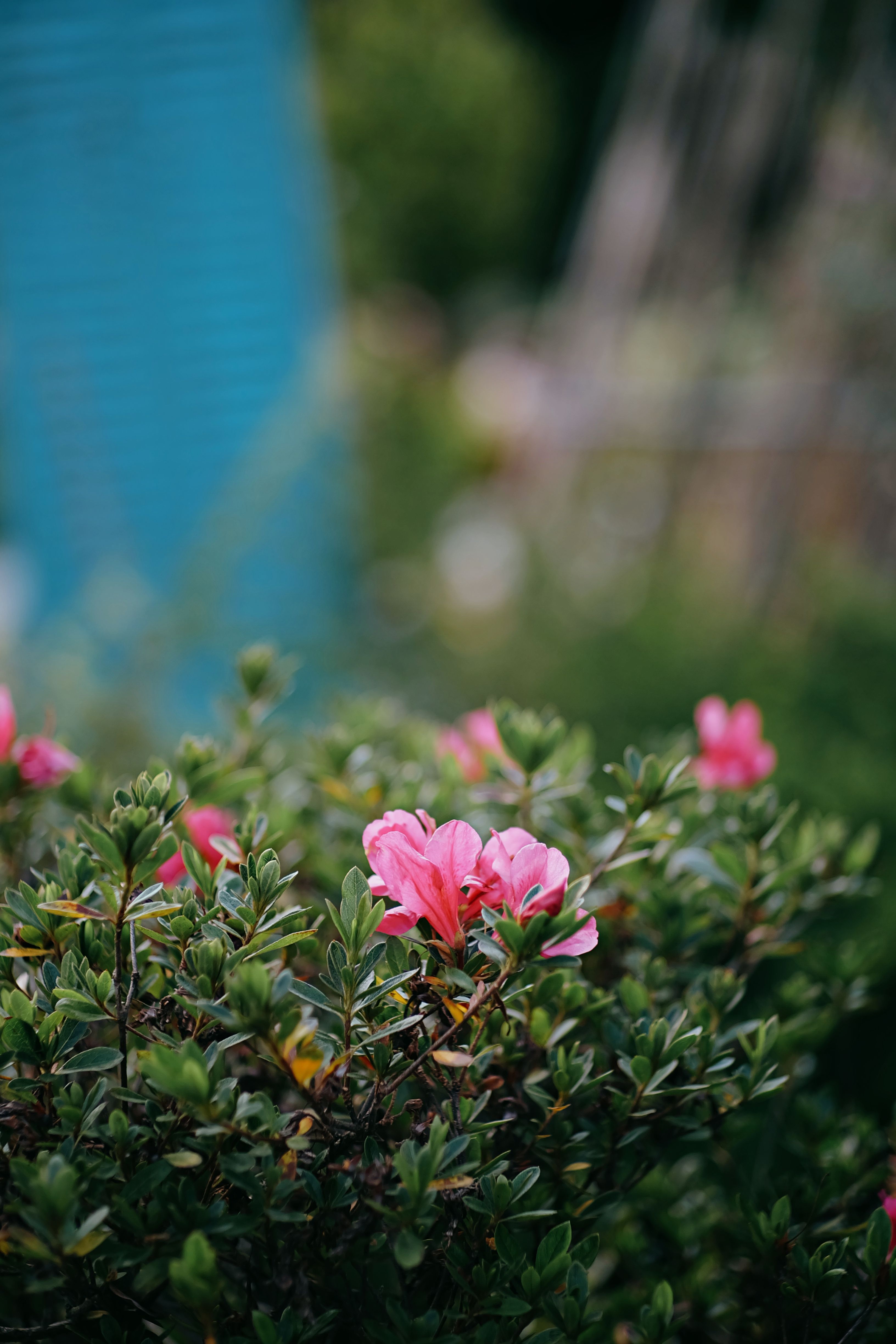 Close up of Pink Flowers · Free Stock Photo