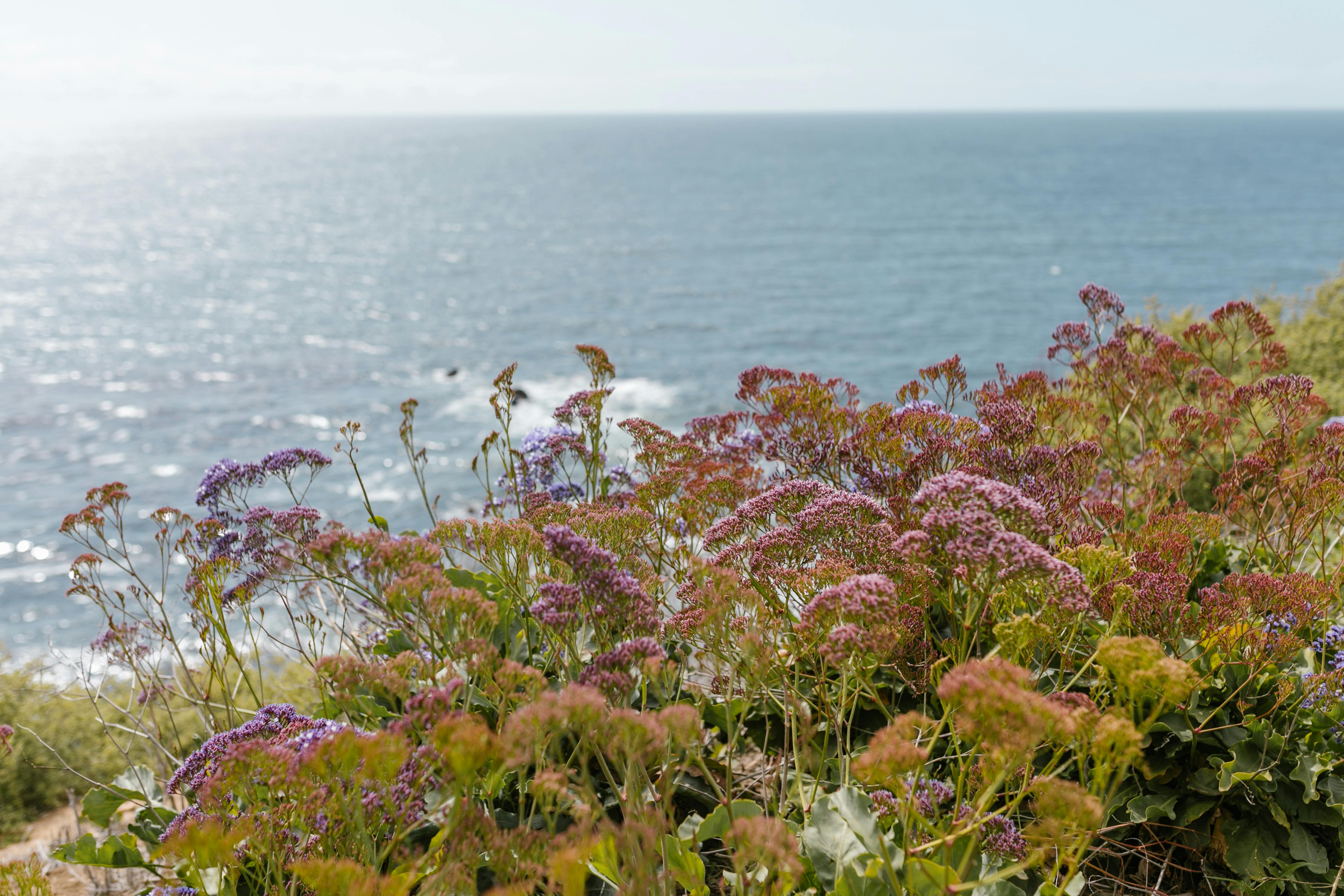 Pink Petaled Flowers · Free Stock Photo