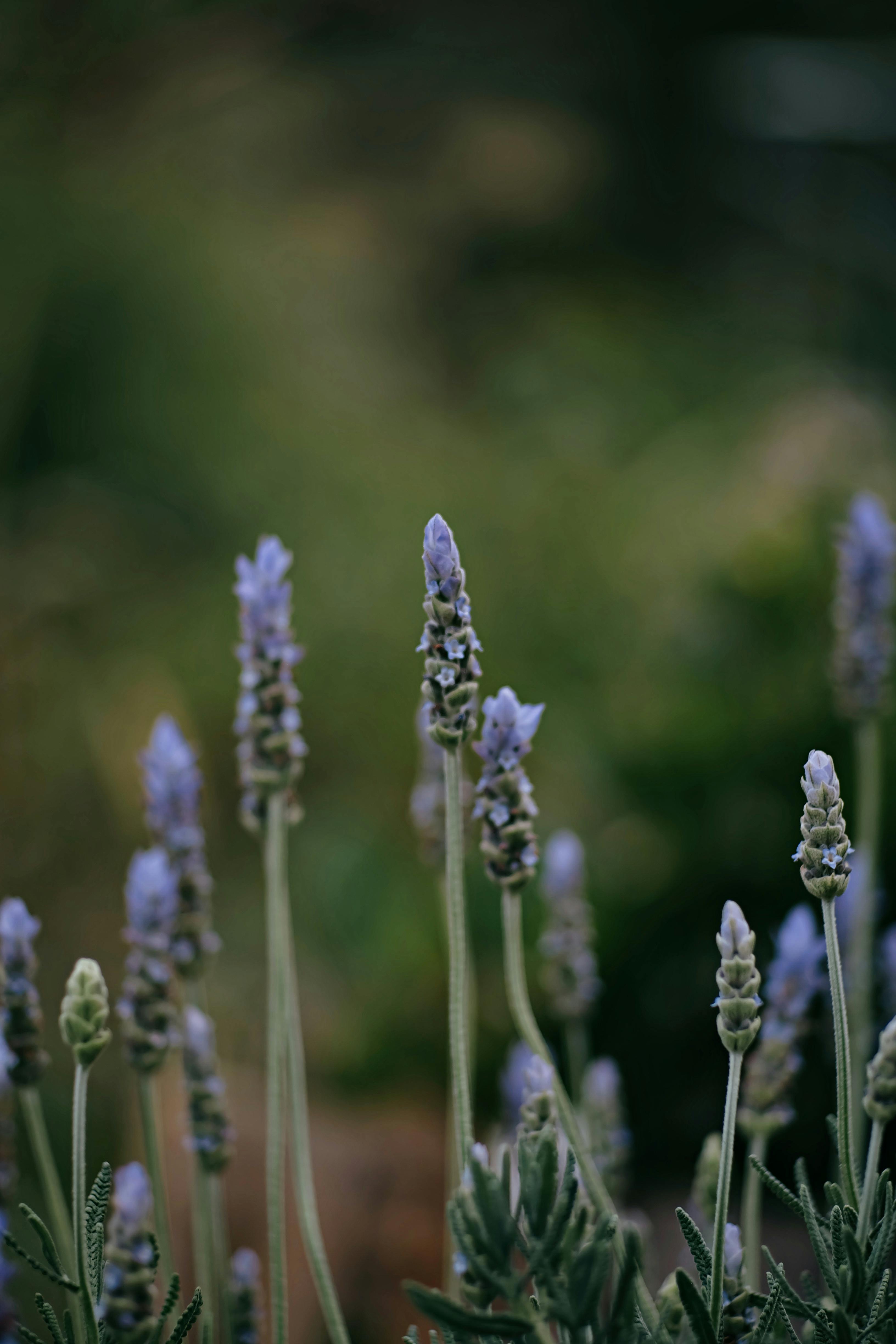 Purple Flowers in Stainless Steel Bucket · Free Stock Photo