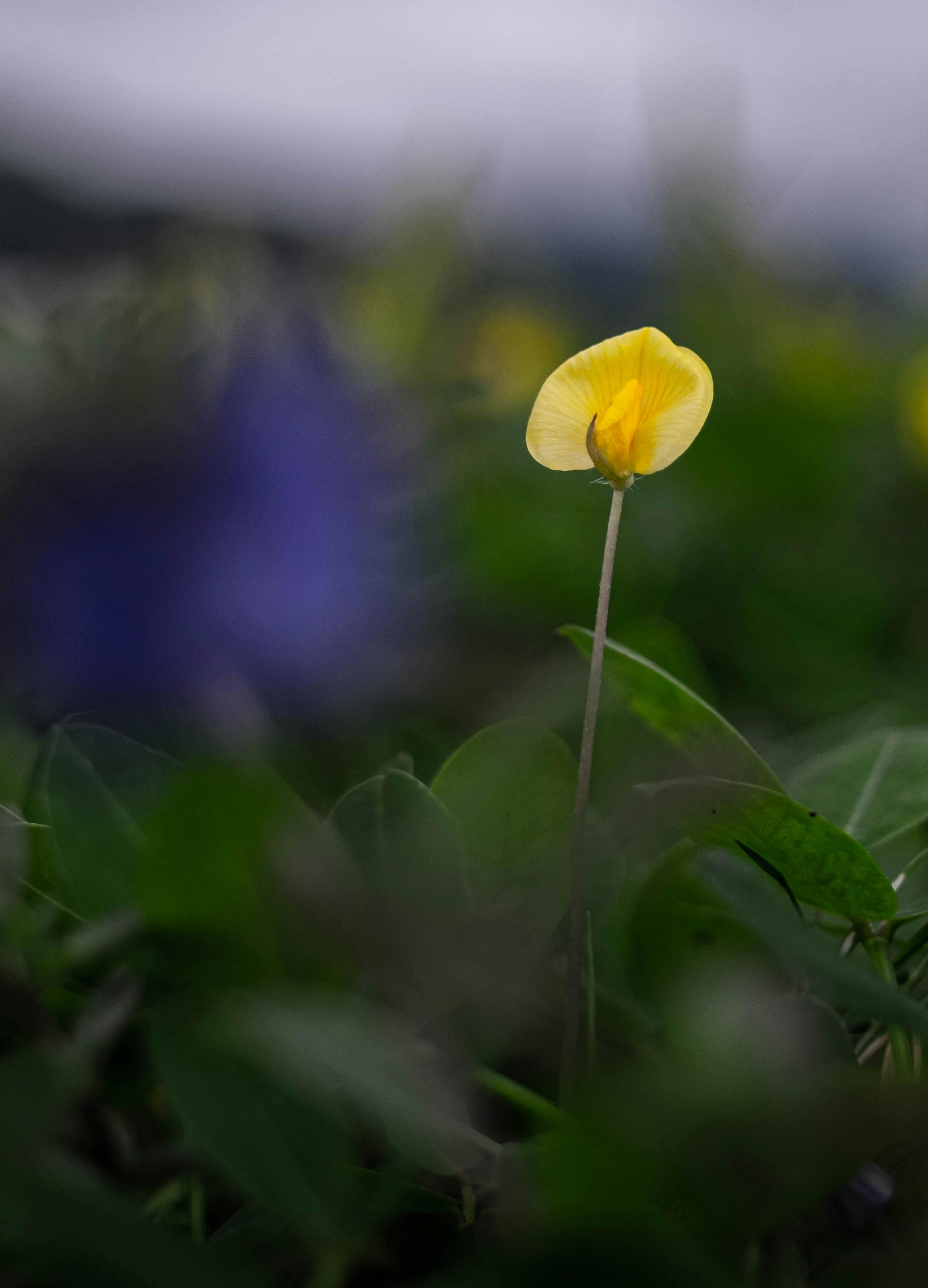 A Beautiful Yellow Pea Flower · Free Stock Photo