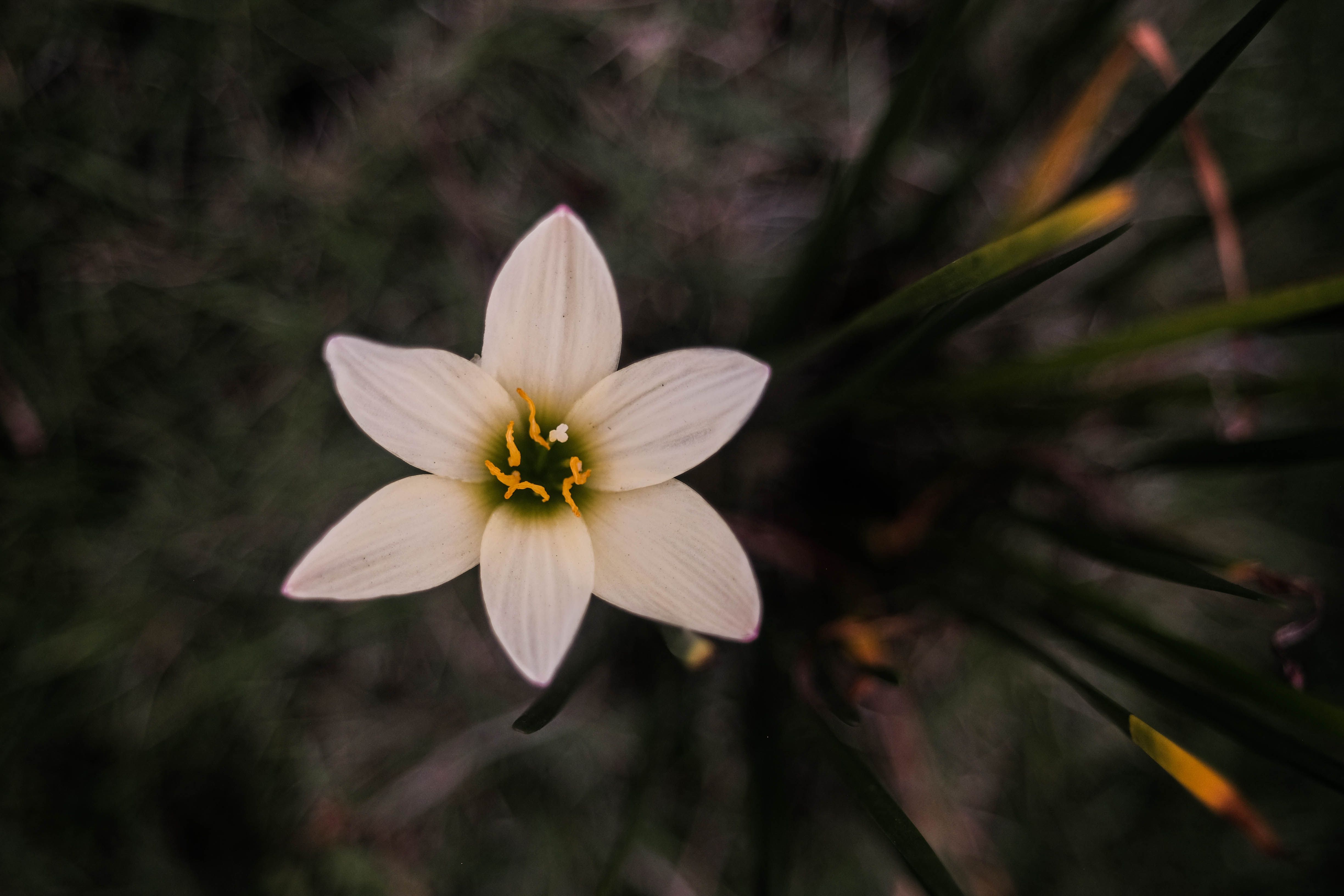 A Beautiful Lily Flower · Free Stock Photo