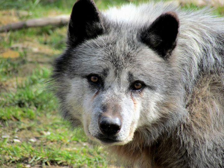Canis Lupus Nubilus: Facts About the Great Plains Wolf