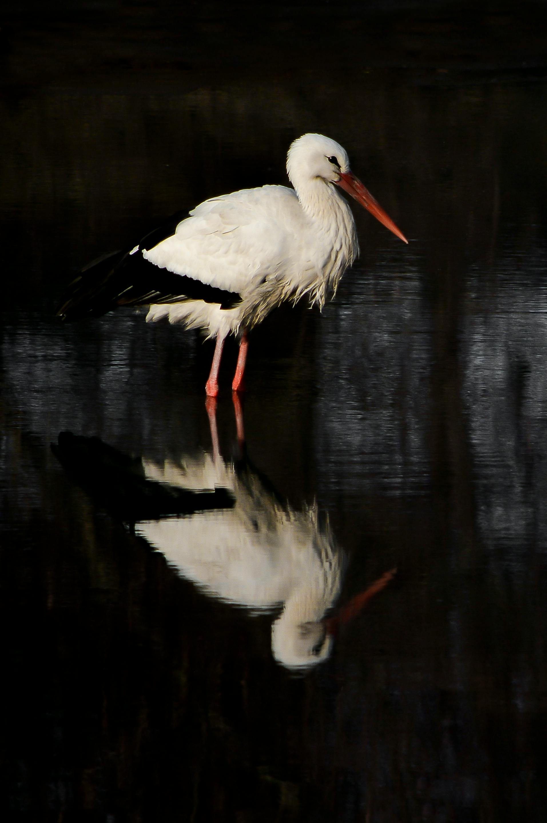 Beautiful White Stork On Water Free Stock Photo