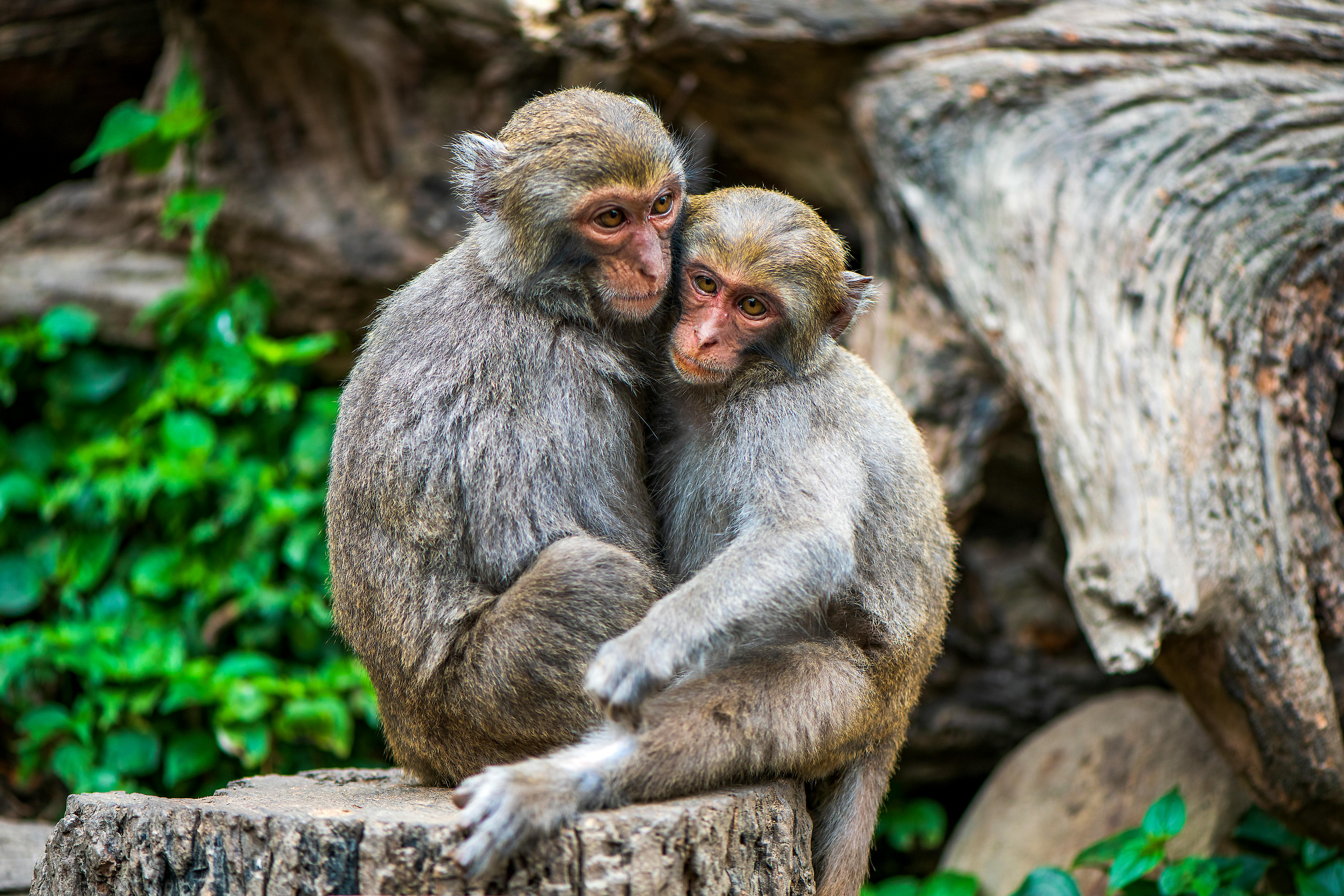 Brown Monkeys Hugging Each Other · Free Stock Photo