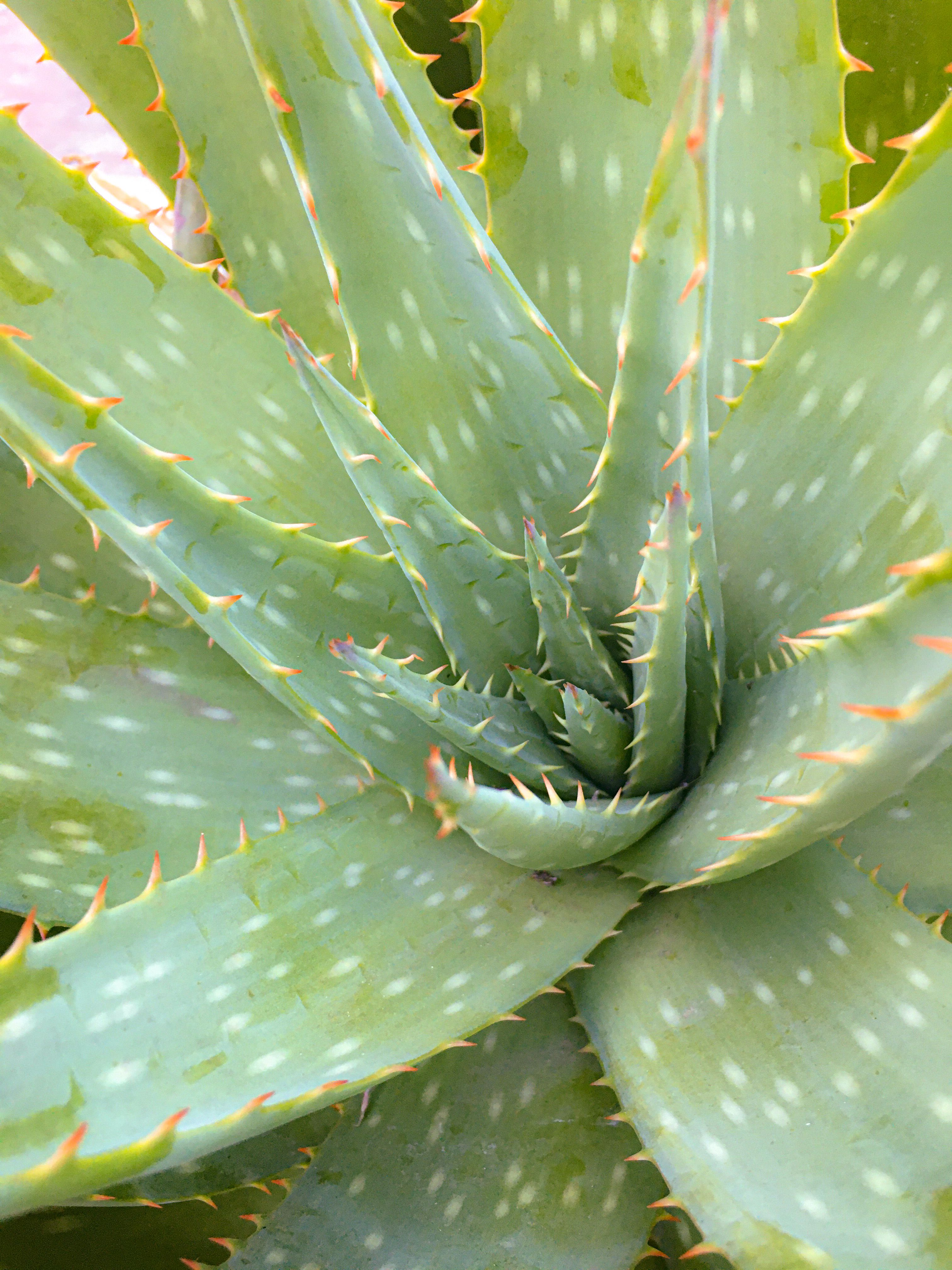 Tres Plantas De Cactus En Macetas · Fotos de stock gratuitas