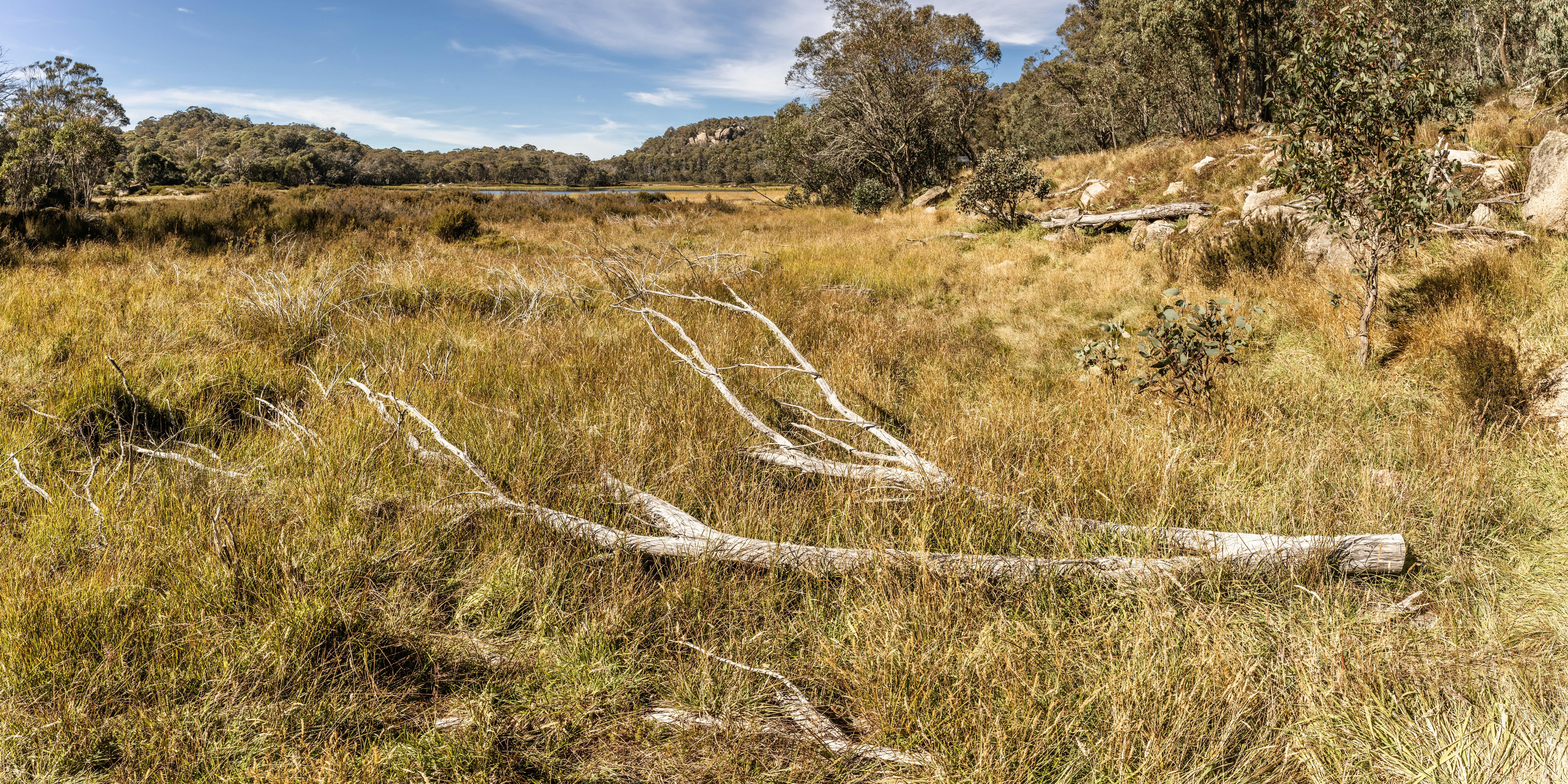 Brown Tree Branch on Grass Field · Free Stock Photo