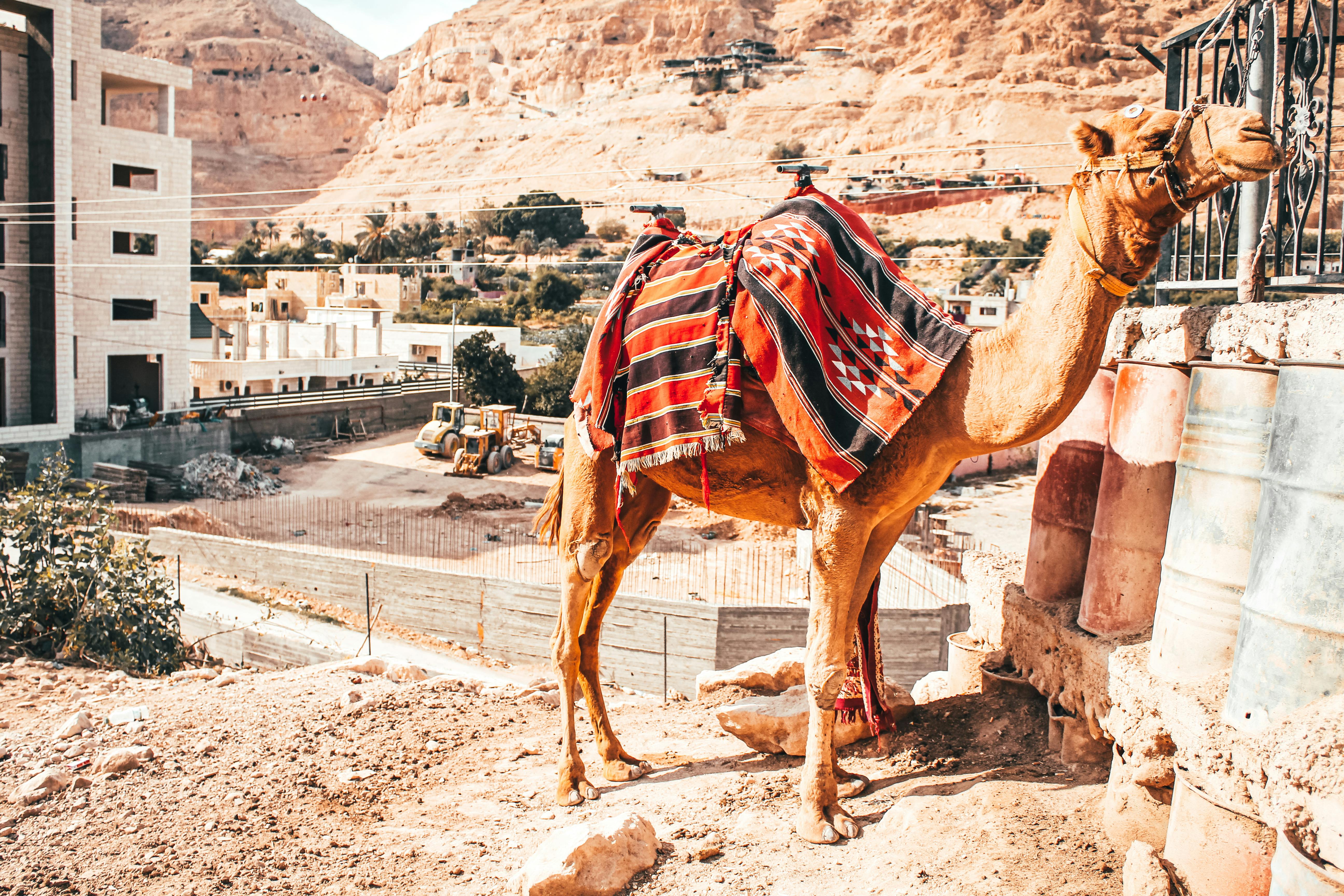 Brown Camel · Free Stock Photo