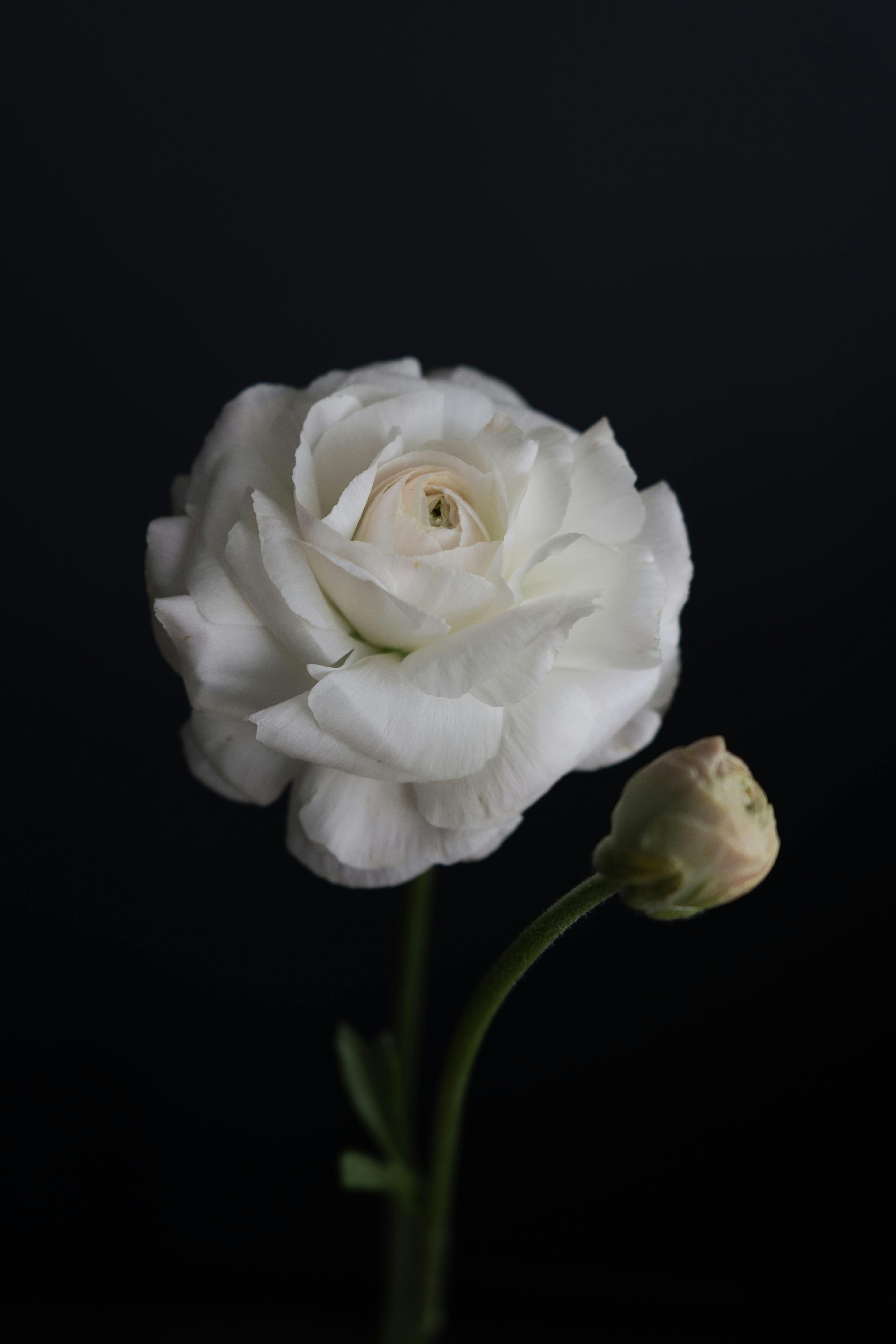 Close-Up Shot of White Rose in Bloom · Free Stock Photo