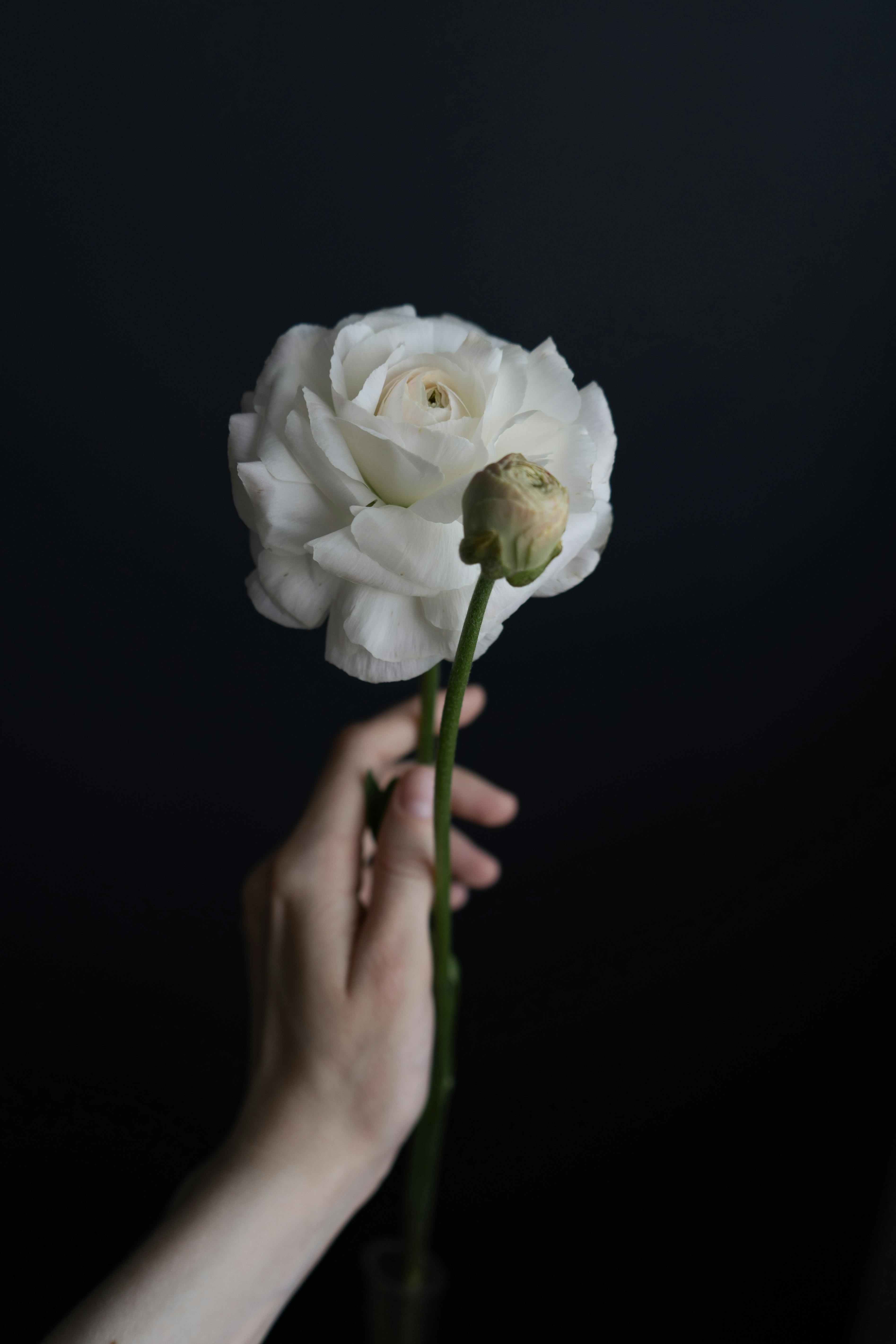 A Person Holding a White Rose · Free Stock Photo