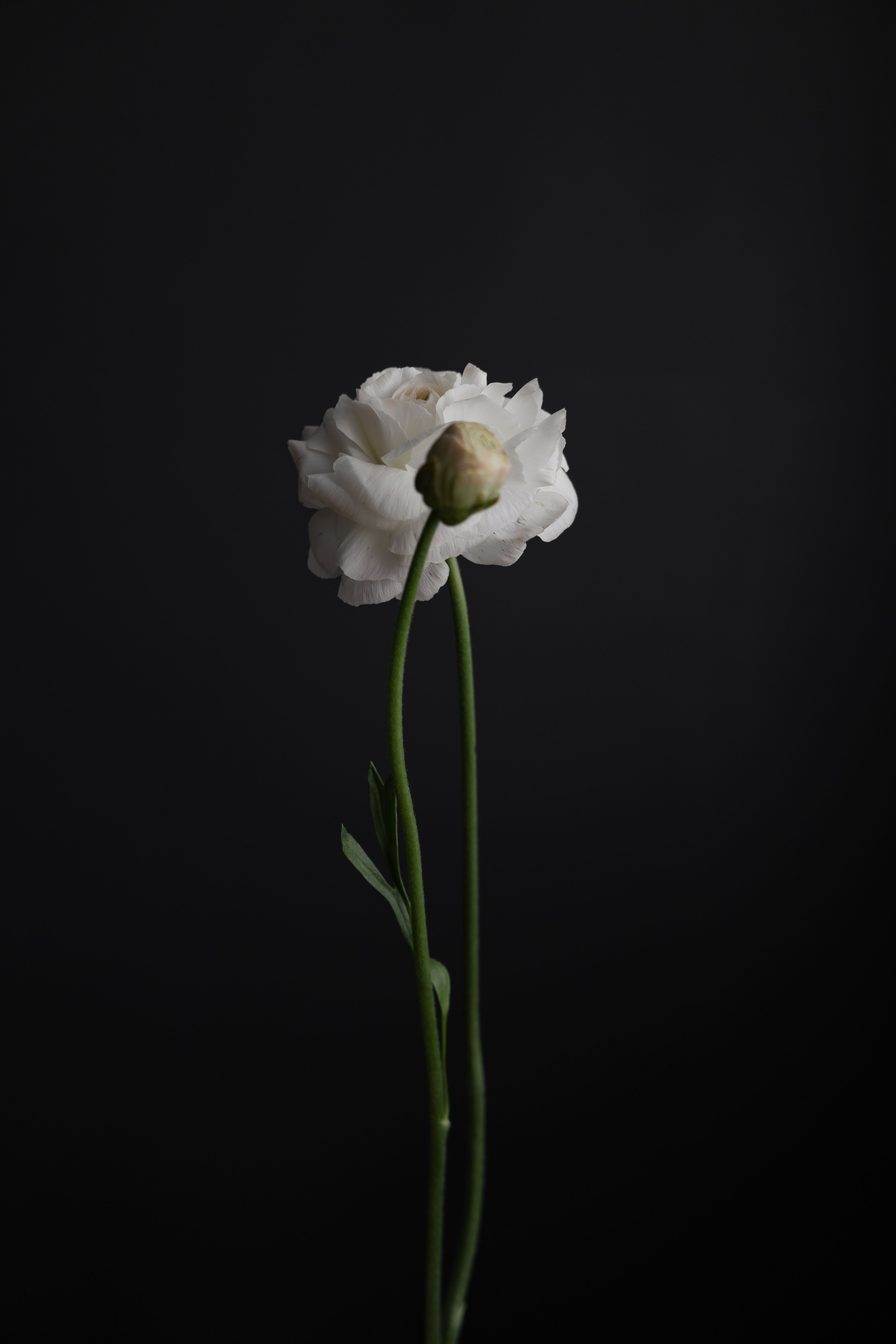 Blooming hyacinth with gentle petals and thick stalk · Free Stock Photo